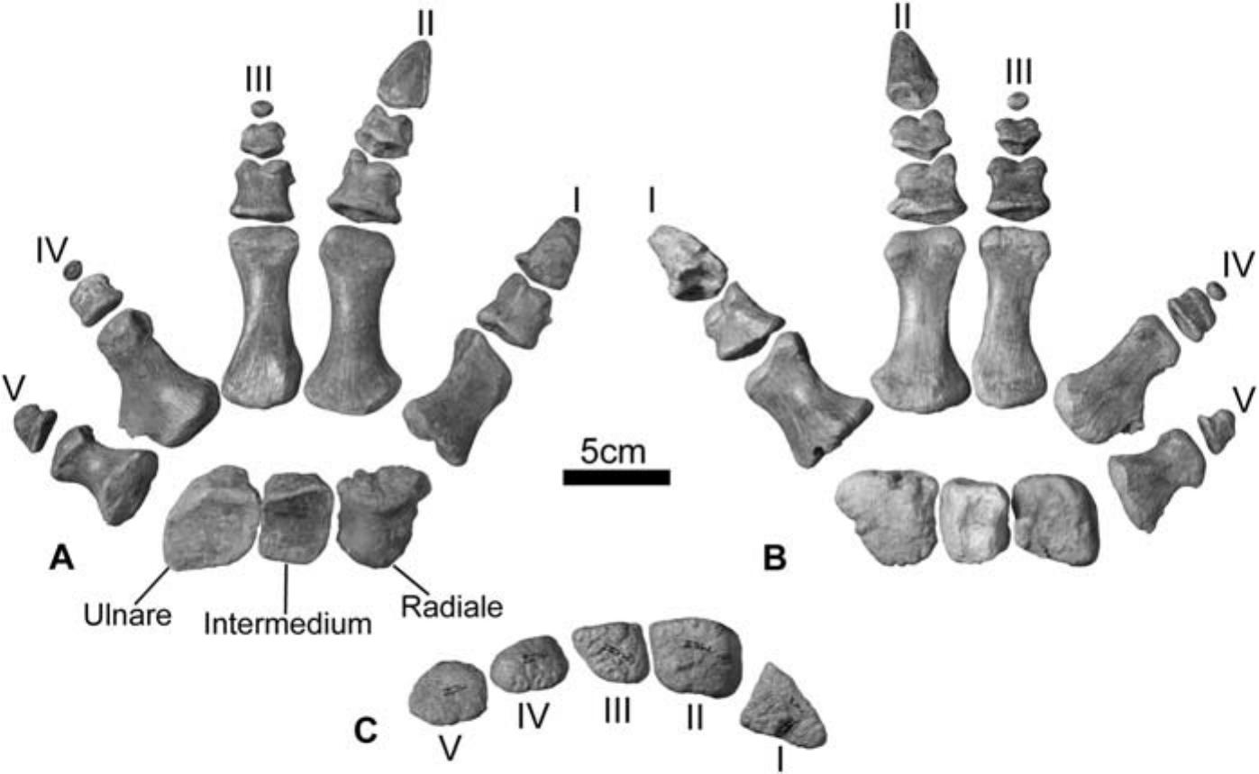 The Hand of Tenontosaurus Tilletti (Dinosauria, Ornithopoda)