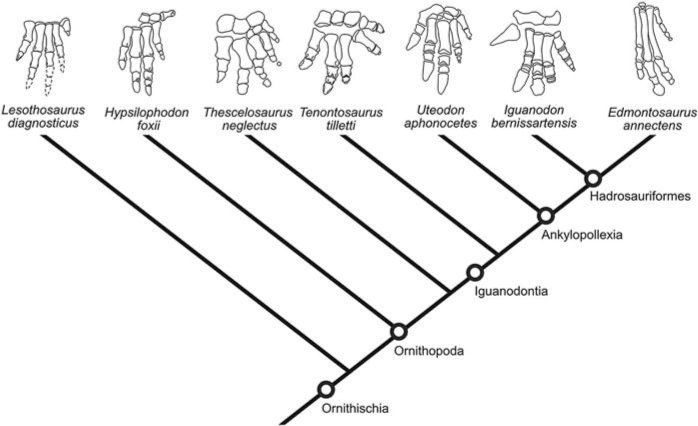 The Hand of Tenontosaurus Tilletti (Dinosauria, Ornithopoda)