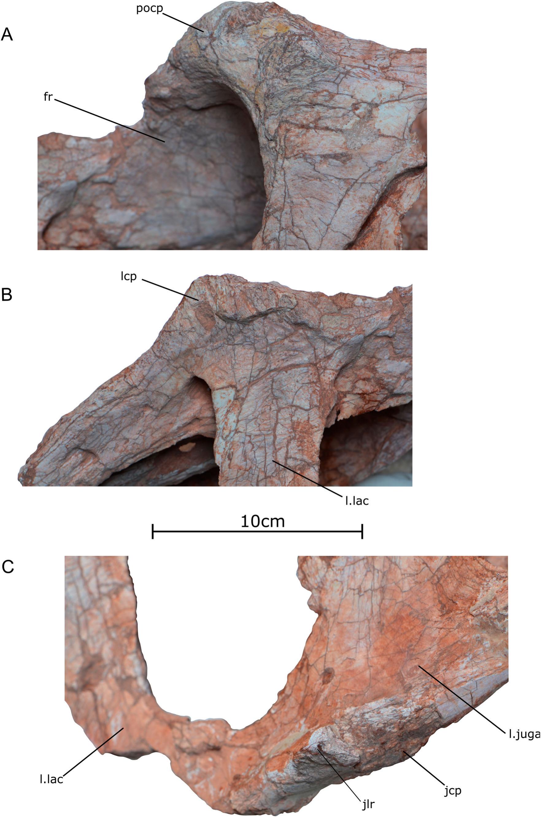 The Cranial Anatomy of the Long-Snouted Tyrannosaurid Dinosaur ...
