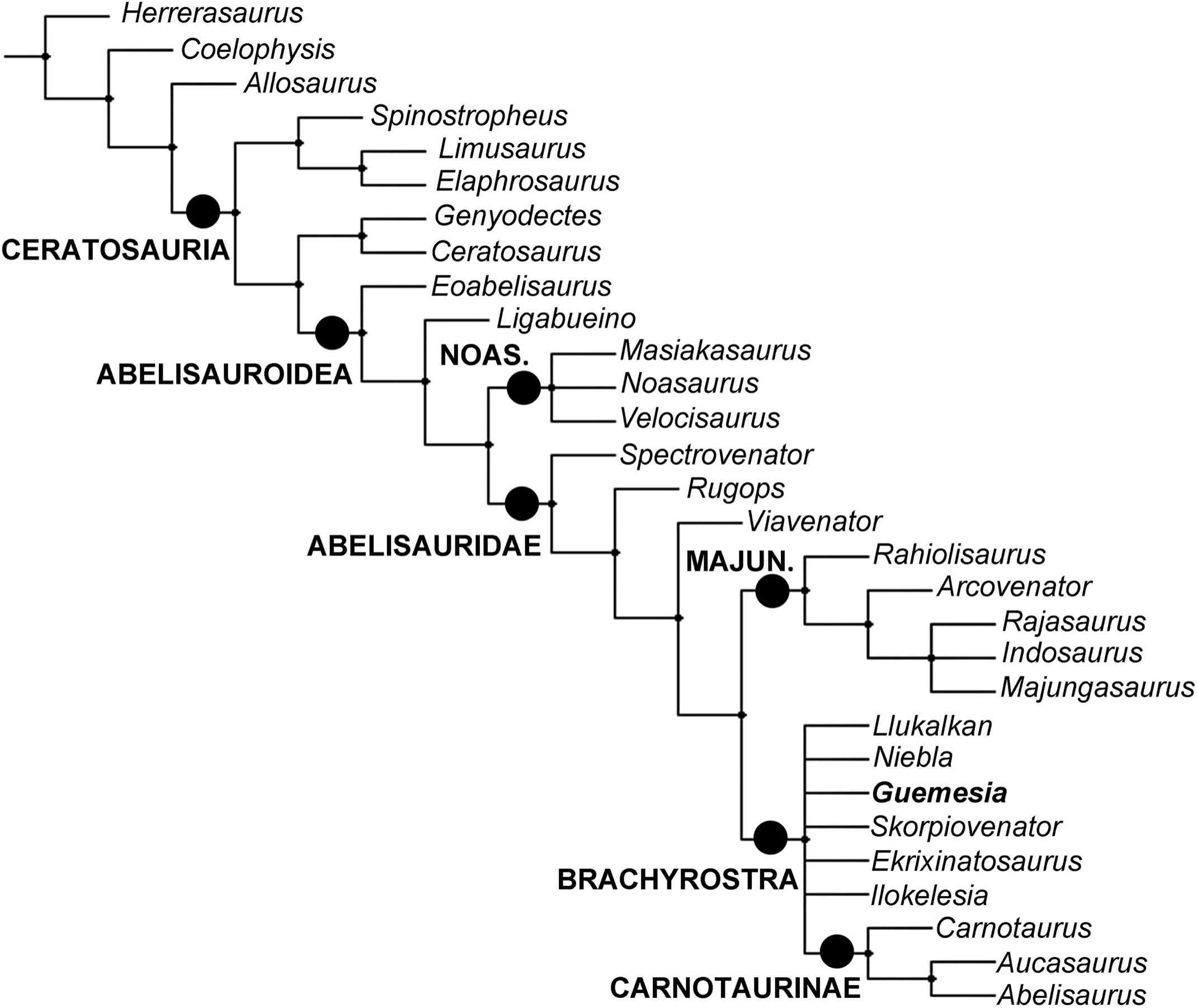 First Definitive Abelisaurid Theropod from the Late Cretaceous of ...