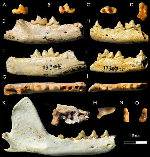 Aragonictis araid, gen. et sp. nov., a Small-Sized Hypercarnivore ...