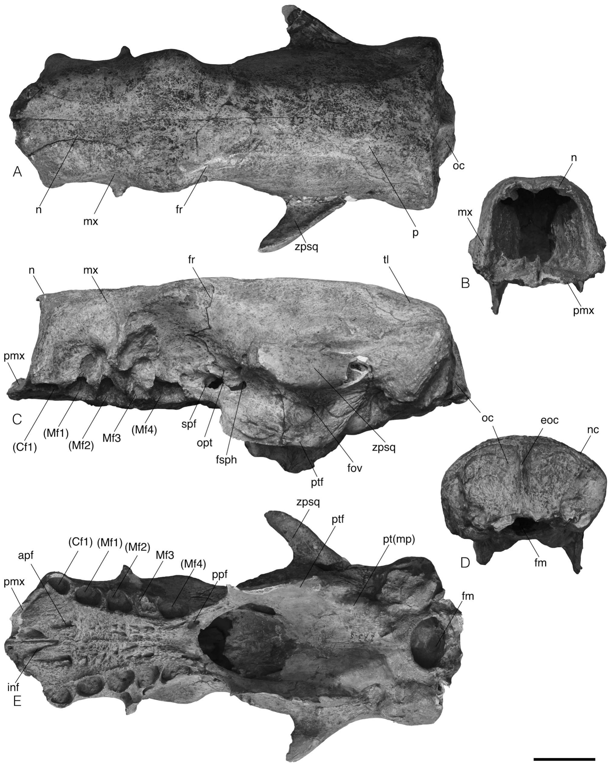 New Well-Preserved Materials of Glossotherium chapadmalense (Xenarthra ...