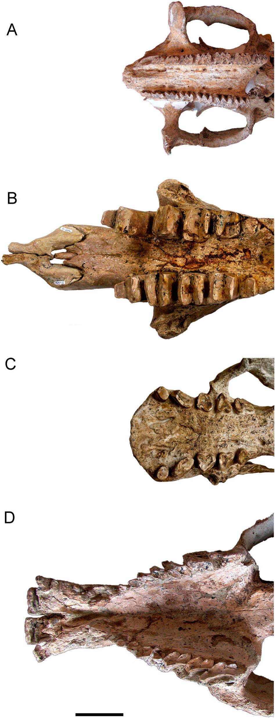 Pliocene Pre-Gabi Herbivorous Mammals From Espinar, Peruvian Andean Plateau