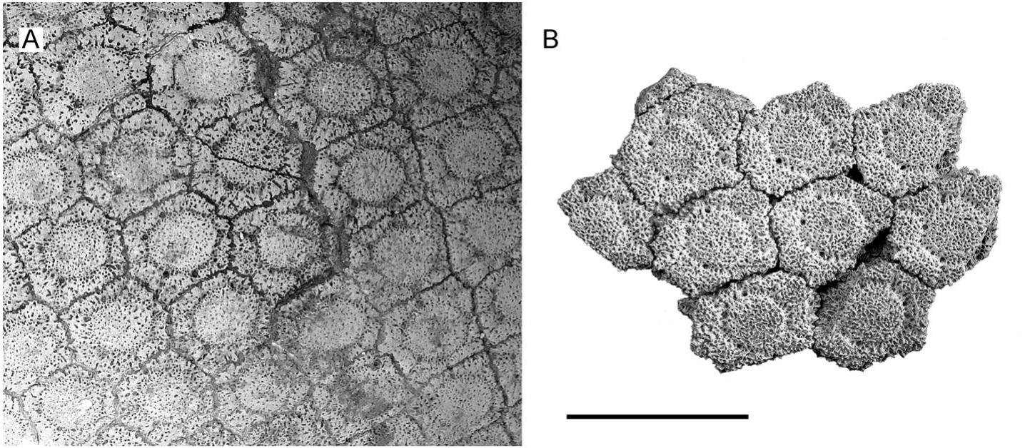 Pliocene Pre-Gabi Herbivorous Mammals From Espinar, Peruvian Andean Plateau