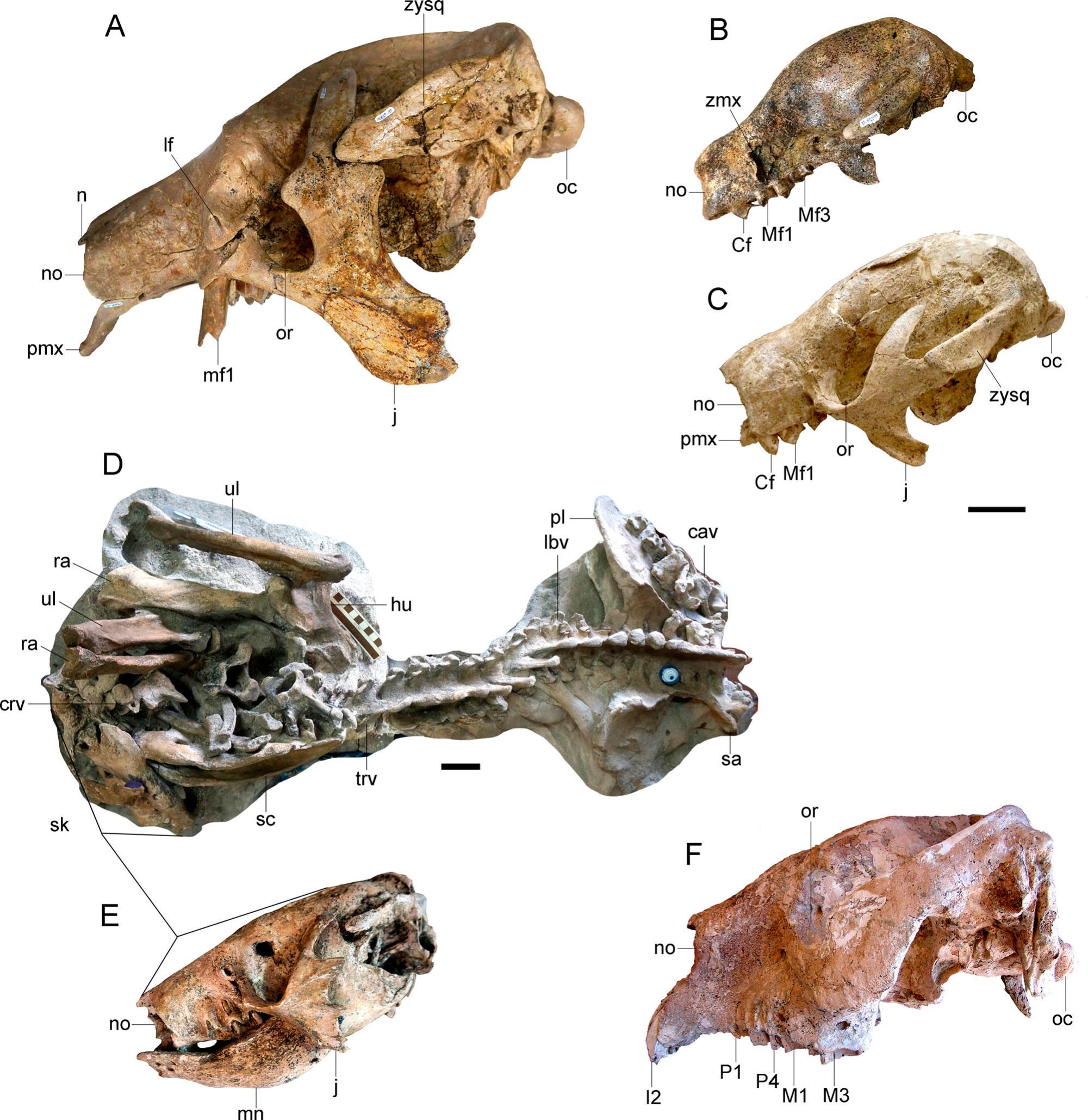 Pliocene Pre-Gabi Herbivorous Mammals From Espinar, Peruvian Andean Plateau