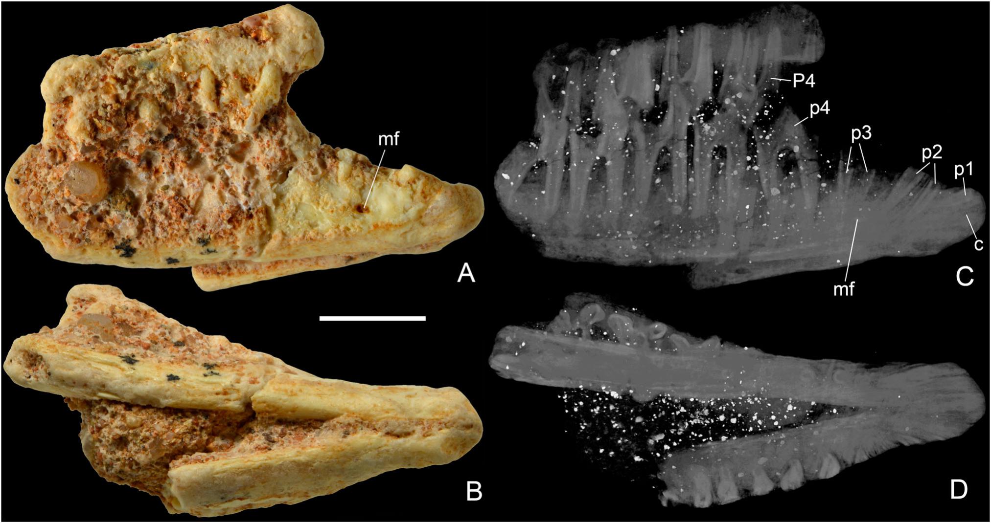 A New Eutherian Mammal from the Upper Cretaceous Bayinshire Formation ...