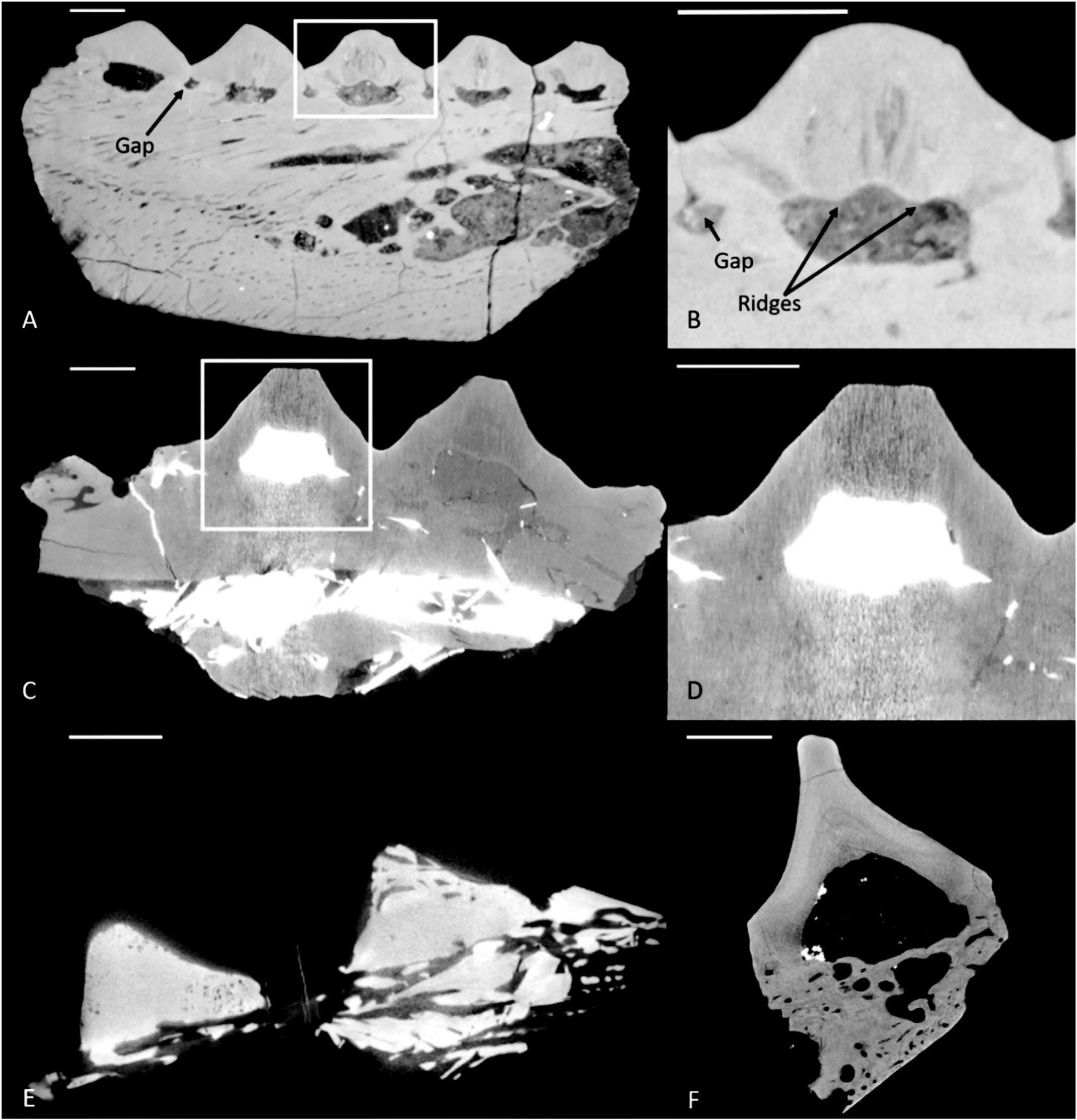 A New Species of Palacrodon and a Unique Form of Tooth Attachment in ...
