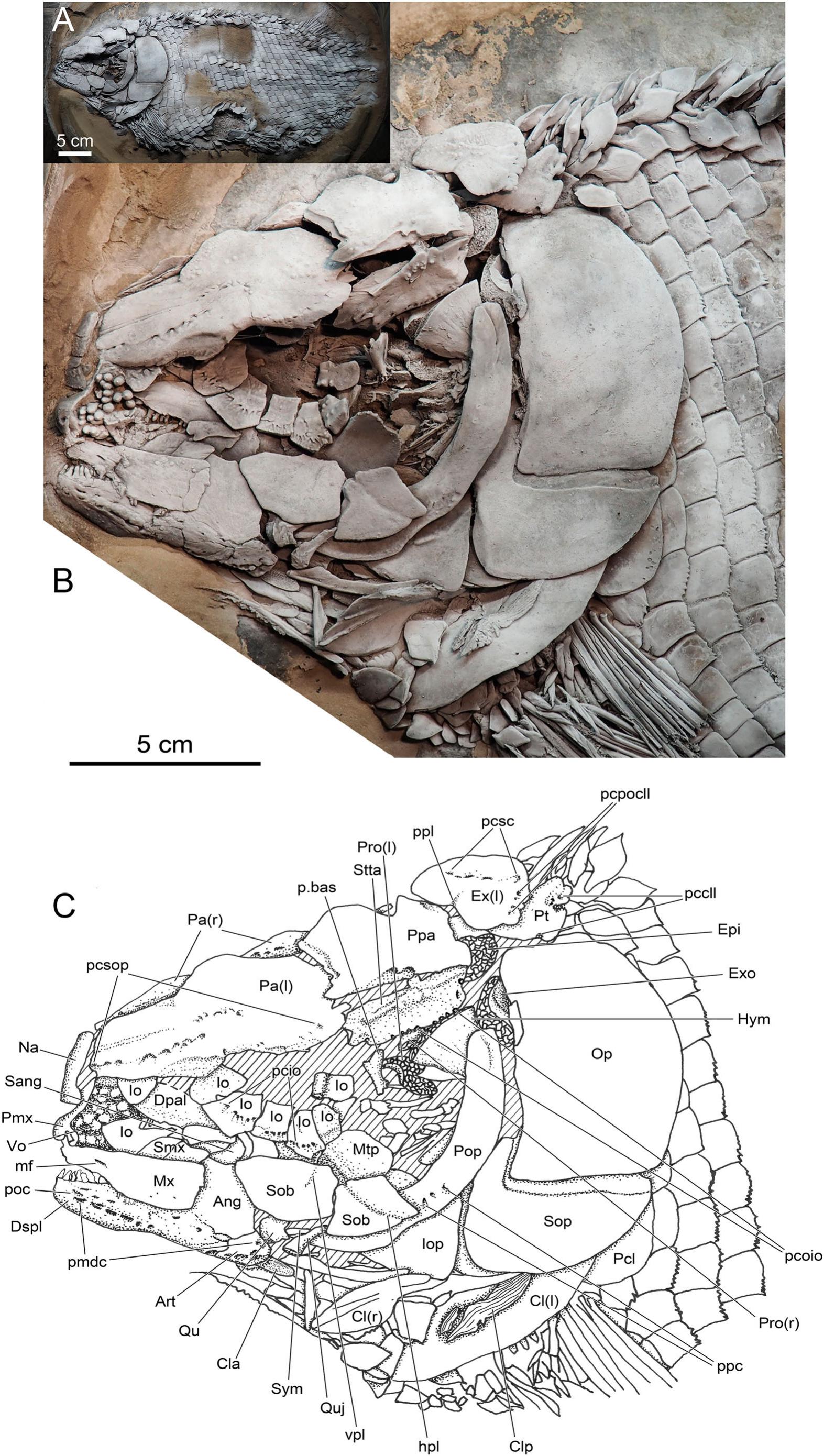 Comments on the Cranial and Pectoral Girdle Osteology of Lepidotes ...