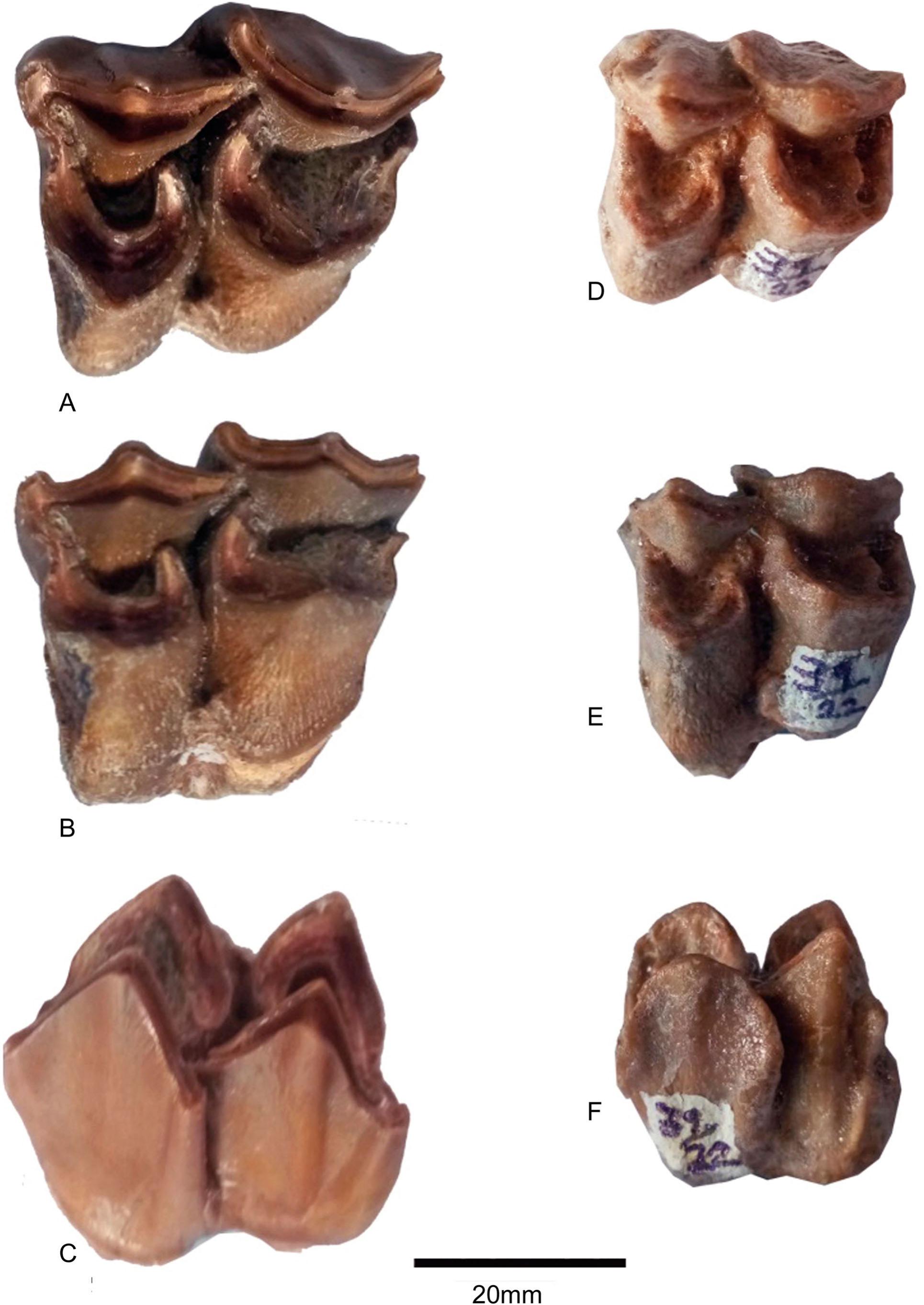 New Sivatheriine Giraffid (Ruminantia, Mammalia) Craniodental Material ...