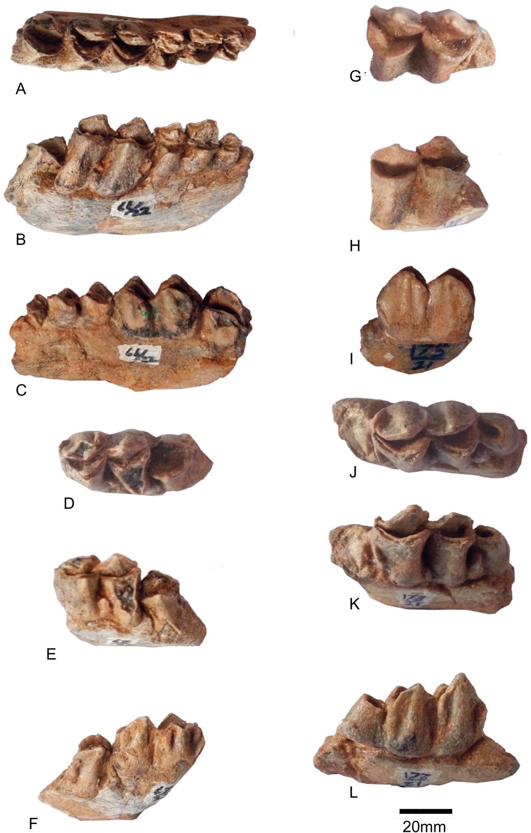 New Sivatheriine Giraffid (Ruminantia, Mammalia) Craniodental Material ...
