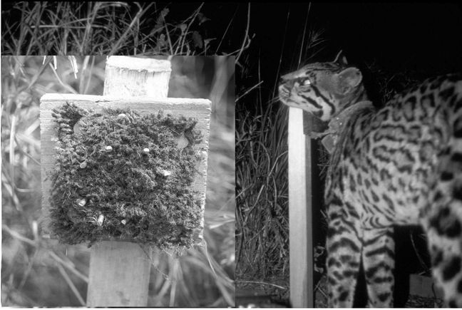 Use of scented hair snares to detect ocelots