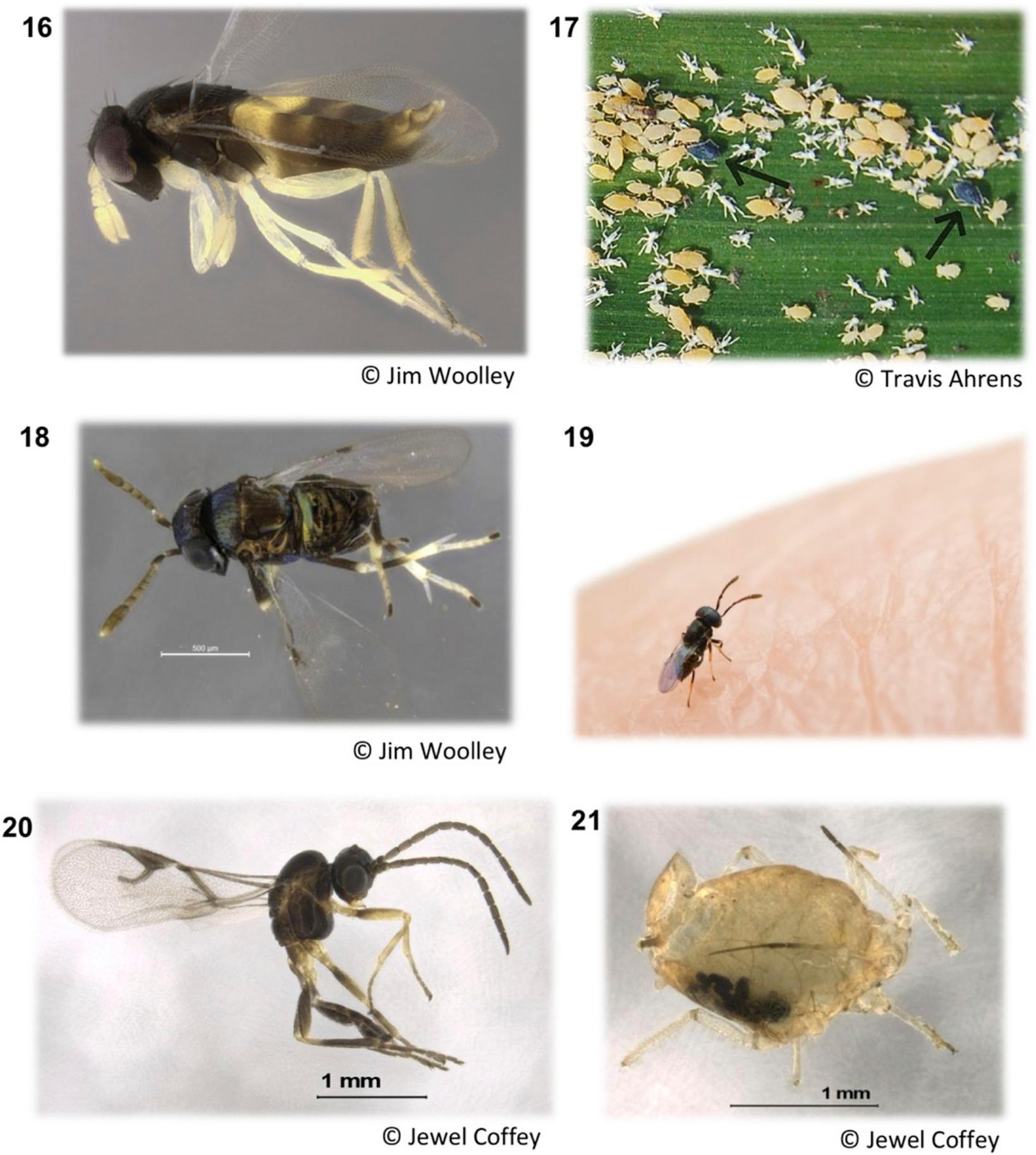 Species Composition and Abundance of the Natural Enemies of Sugarcane ...