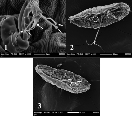 Morphological Evidence of Digitules with Suction Cup-Like Structures in ...