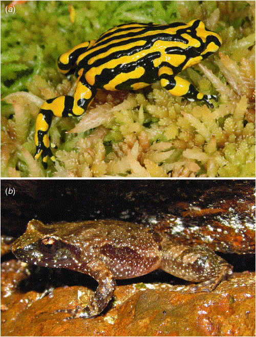 Priorities for management of chytridiomycosis in Australia: saving ...