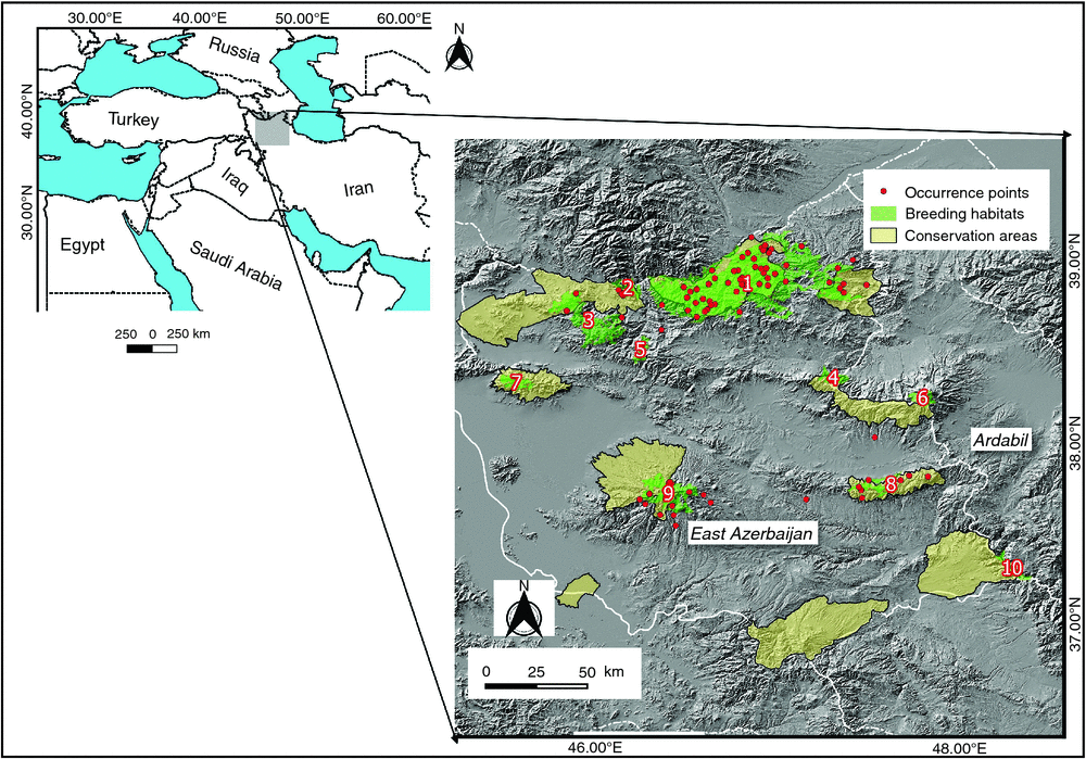 Habitat suitability and connectivity for an endangered brown bear ...