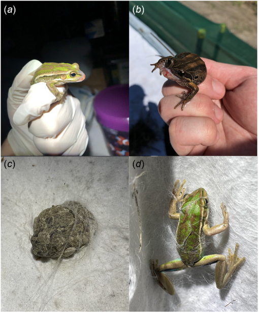 Learning from past designs: improving amphibian fences using an ...