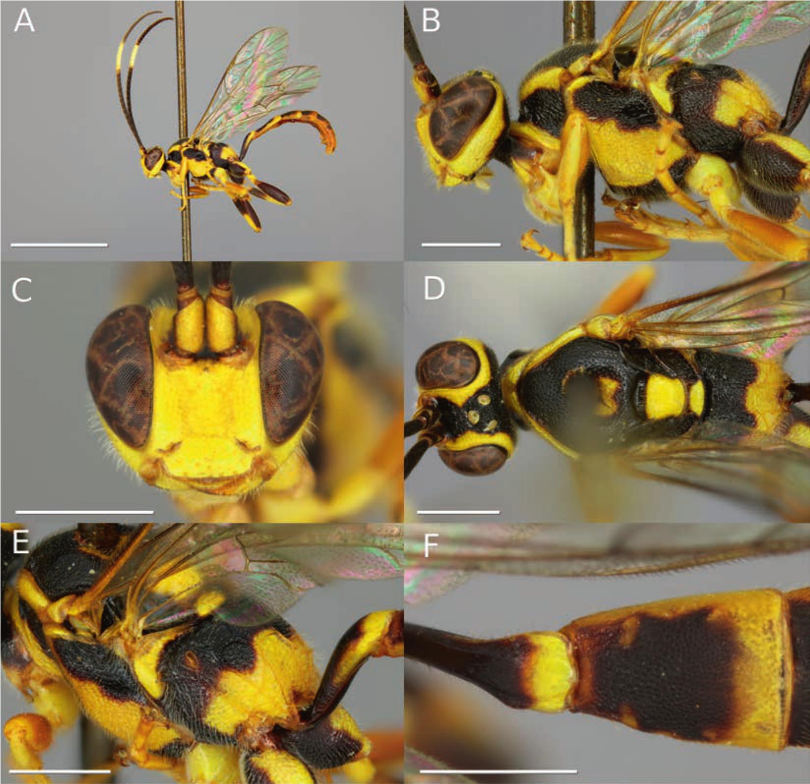 Review of the Parasitoid Wasp Genus Cratichneumon Thomson (Hymenoptera ...