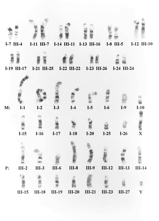 CYTOGENETIC IDENTIFICATION OF A HYBRID OWL MONKEY, AOTUS NANCYMAAE × ...