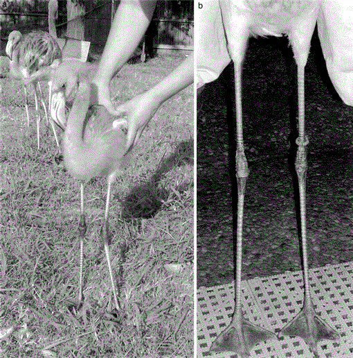 CORRECTION OF ANGULAR LIMB DEFORMITY IN TWO SUBSPECIES OF FLAMINGO ...