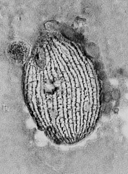 Nematode and Ciliate Nasal Infection in Captive Archey's Frogs ...