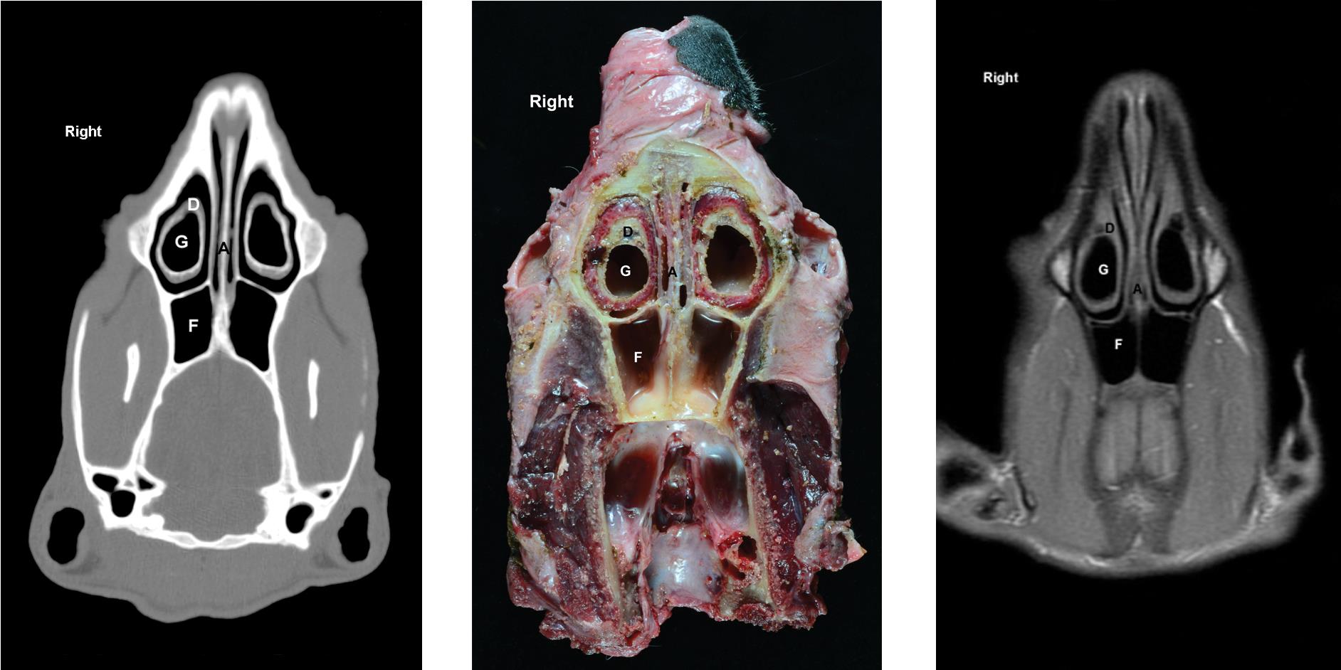 COMPUTED TOMOGRAPHY AND MAGNETIC RESONANCE FOR THE ADVANCED IMAGING OF ...