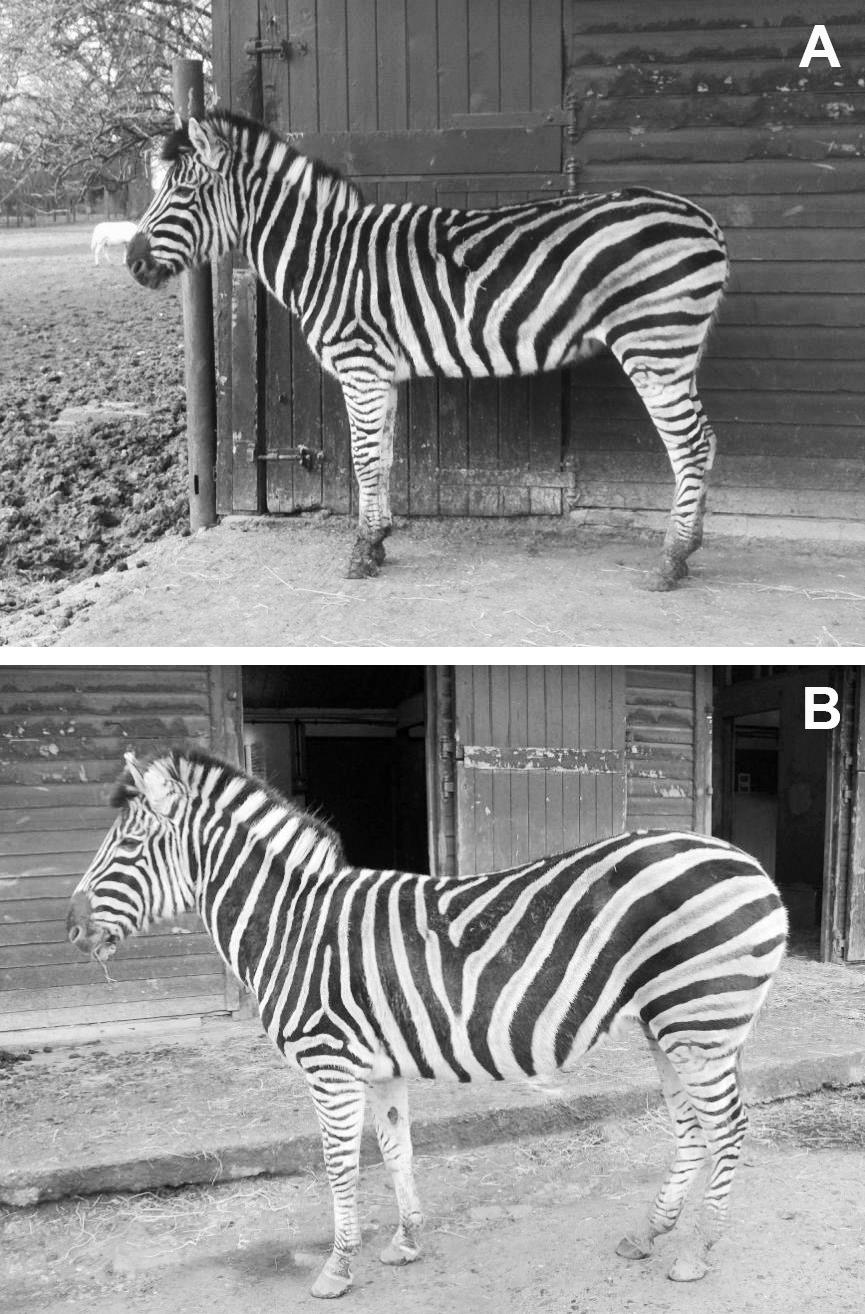PITUITARY PARS INTERMEDIA DYSFUNCTION (EQUINE CUSHING'S DISEASE) IN ...