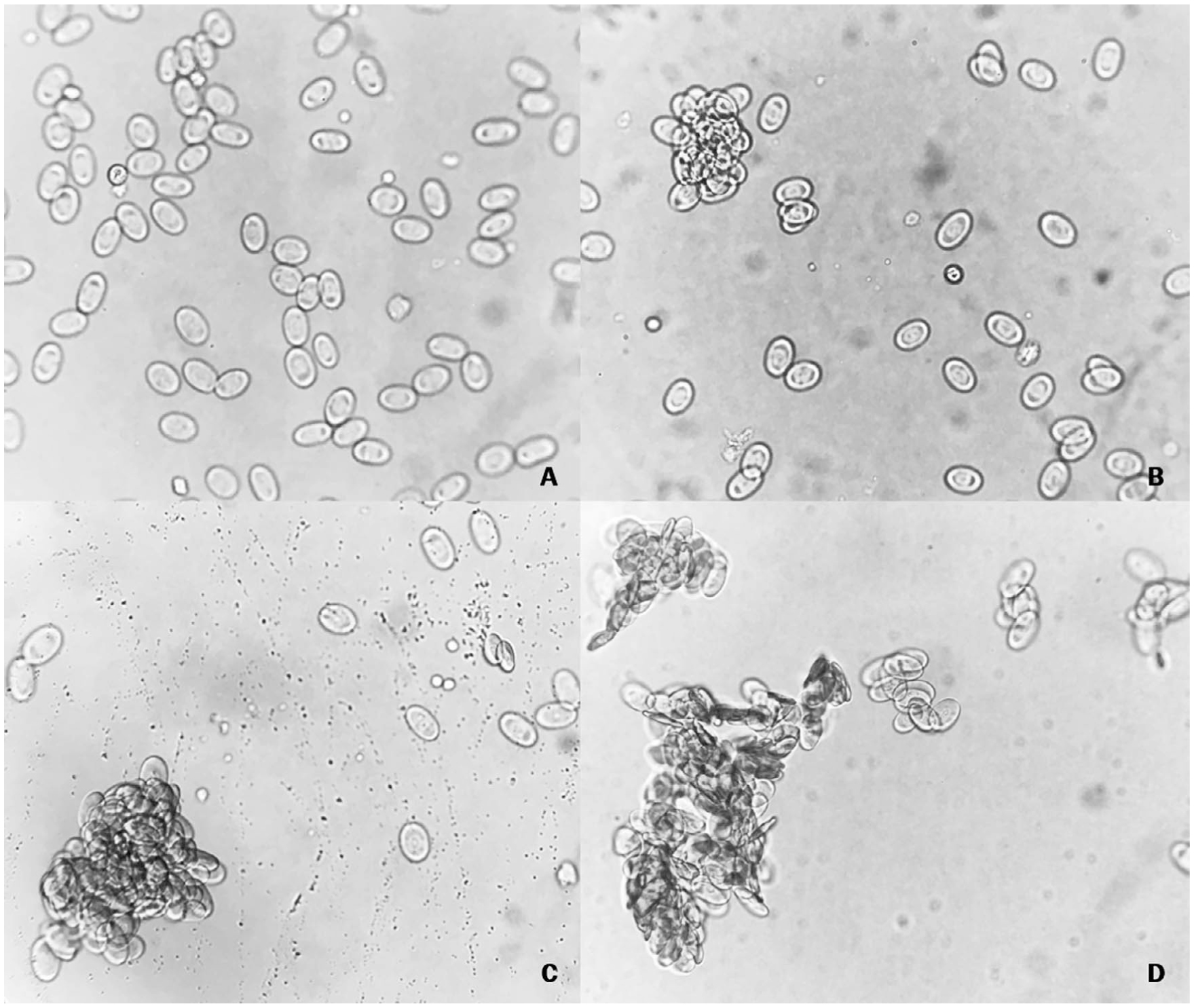 ADVANCING TRANSFUSION MEDICINE IN SEA TURTLES: OPTIMIZATION OF A CROSS ...