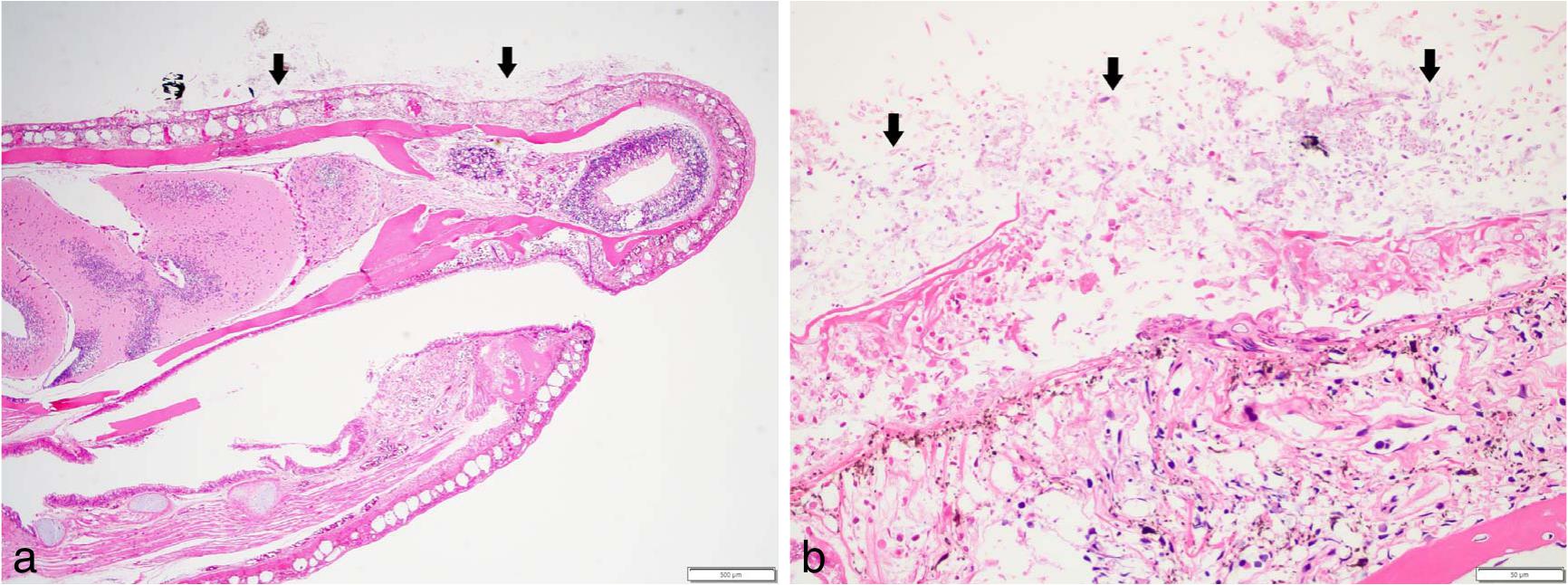 REVIEW OF HISTOLOGIC LESIONS AND MORTALITY IN RIO CAUCA CAECILIANS ...