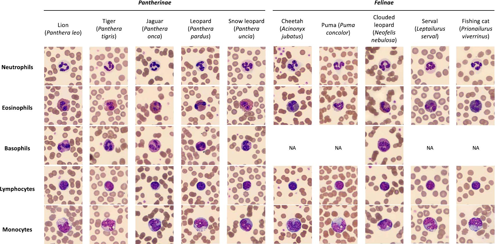 DIFFERENTIAL LEUKOCYTE COUNTS IN CAPTIVE NON-DOMESTIC FELIDS: A ...