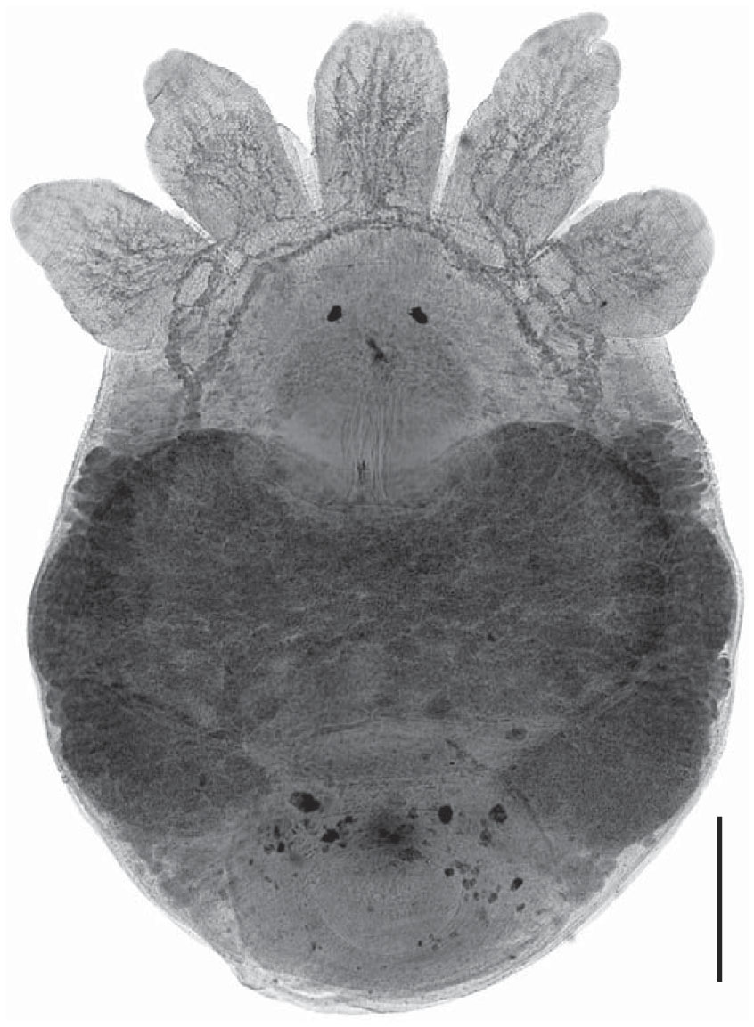 A new species of Temnosewellia (Platyhelminthes, Temnocephalida ...