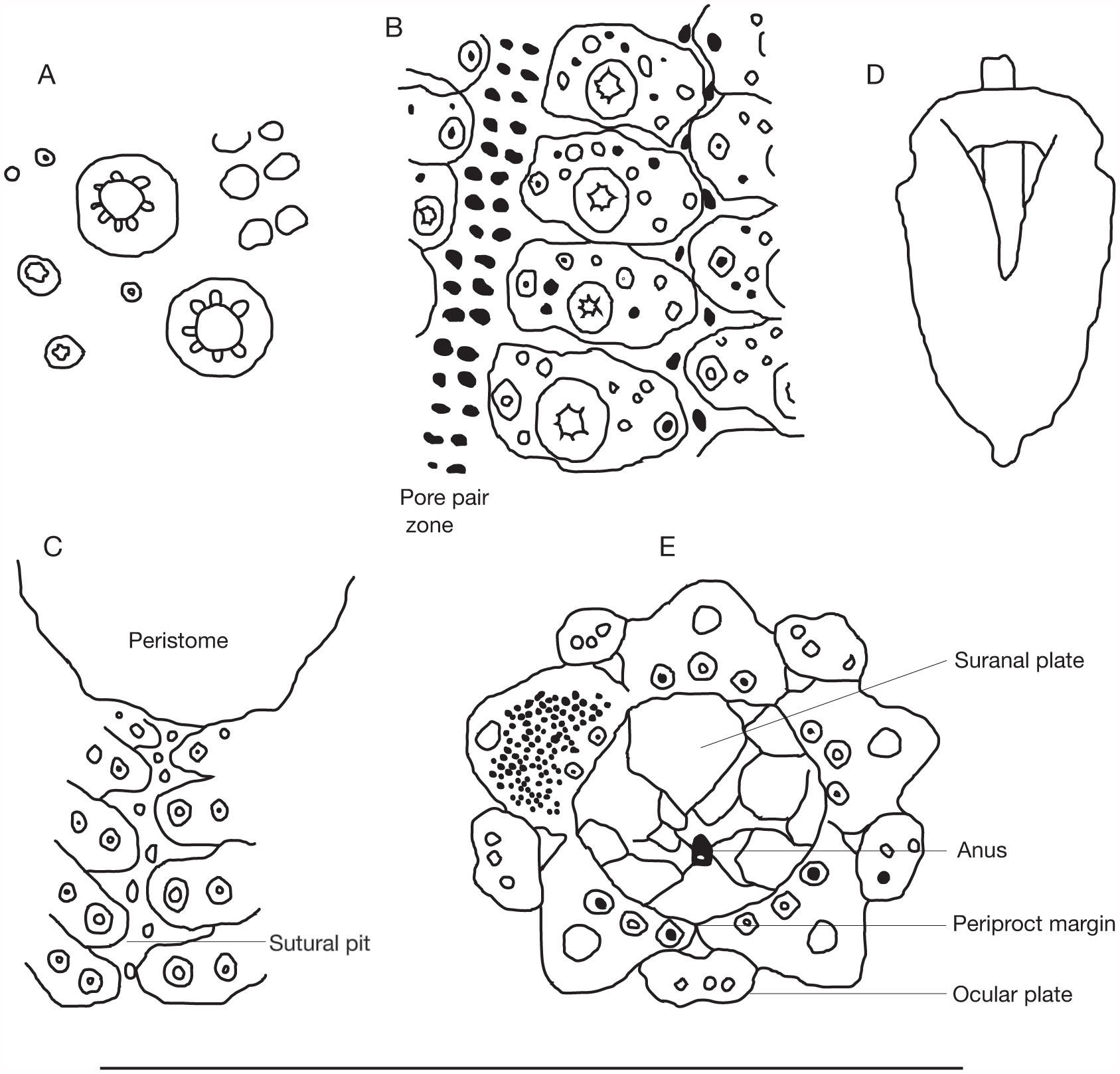 A New Record of Temnopleurus decipiens (de Meijere, 1904) (Echinoidea ...
