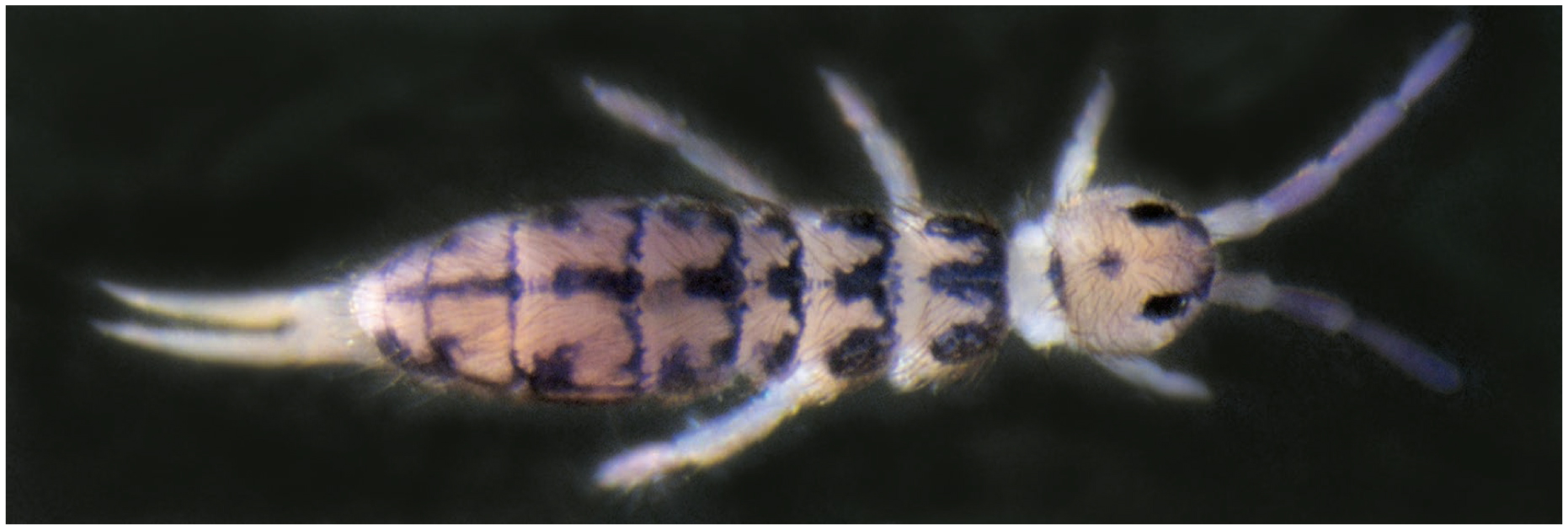 Annotated checklist of the springtails (Hexapoda: Collembola) of the ...