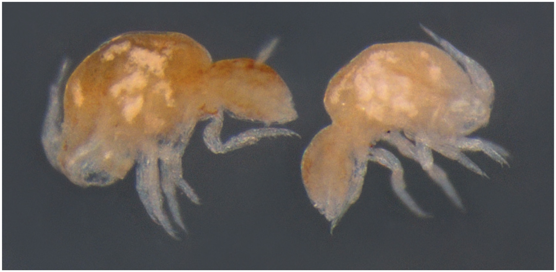 Annotated checklist of the springtails (Hexapoda: Collembola) of the ...