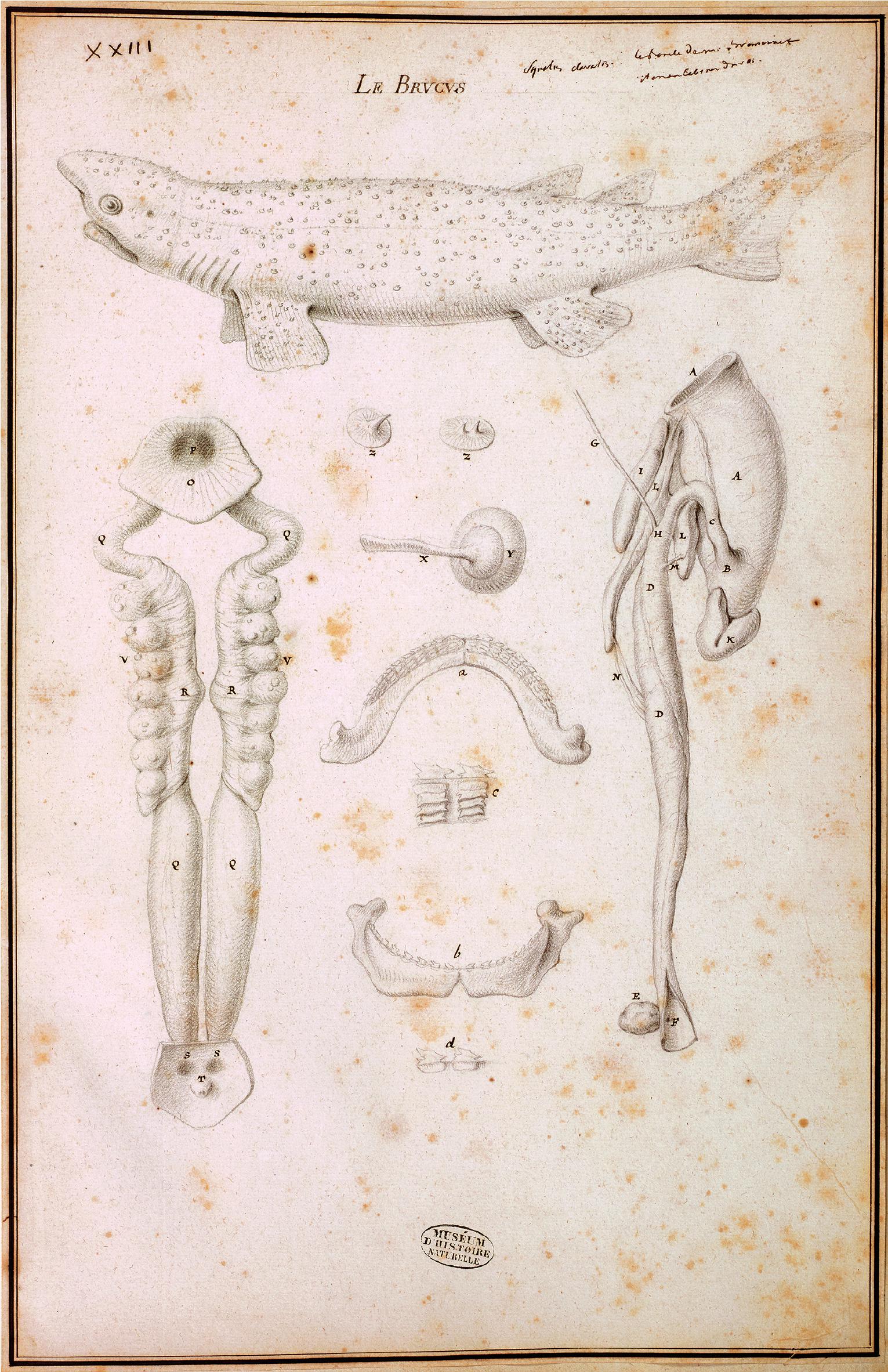 L'histoire de la description du squale bouclé Echinorhinus brucus ...