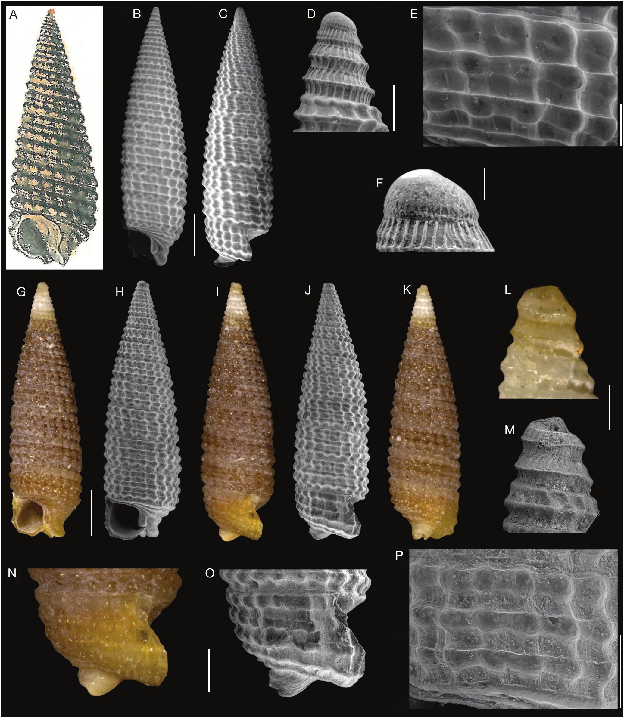 Review of the types of Indo-Pacific Triphoridae (Mollusca, Gastropoda ...