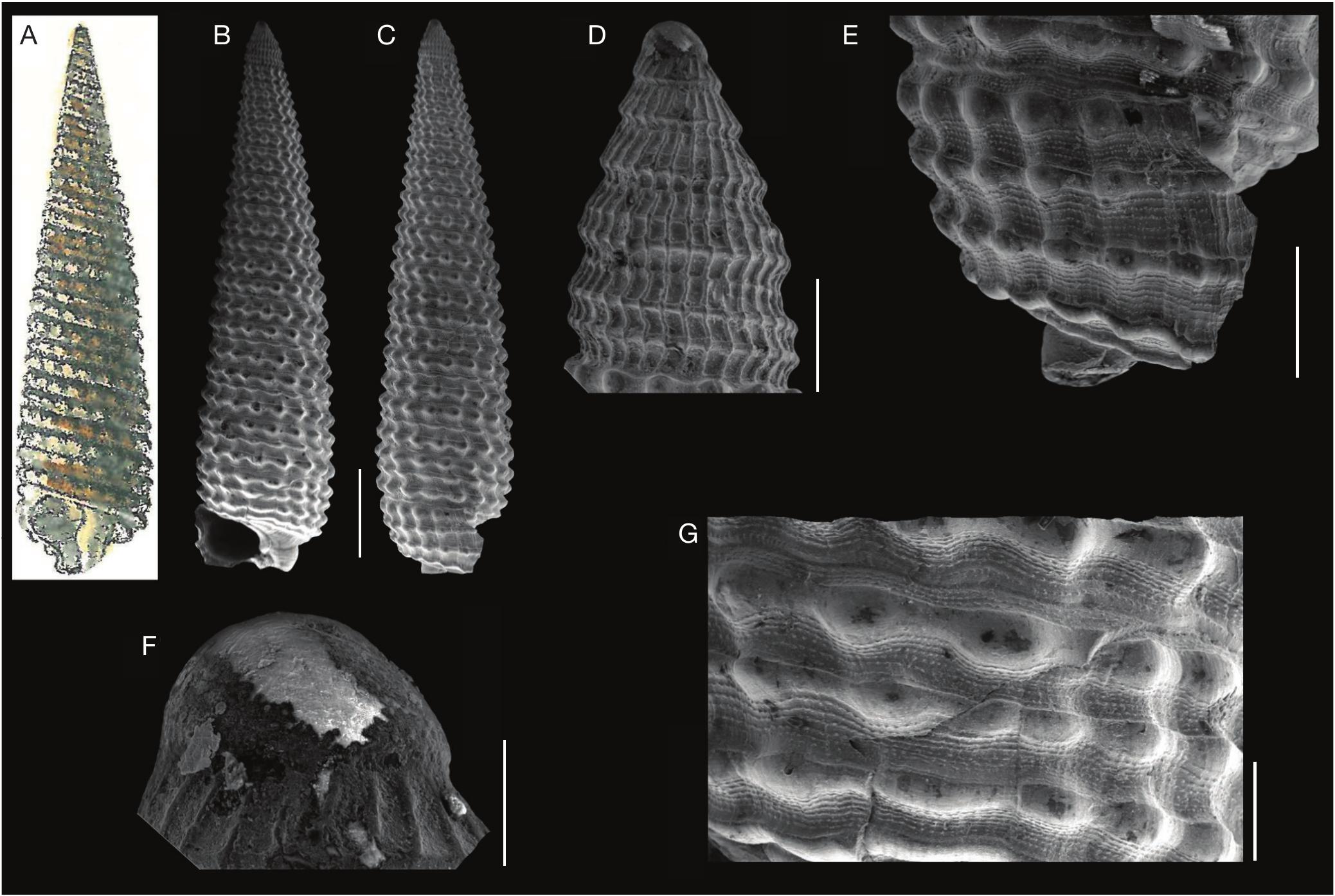 Review of the types of Indo-Pacific Triphoridae (Mollusca, Gastropoda ...