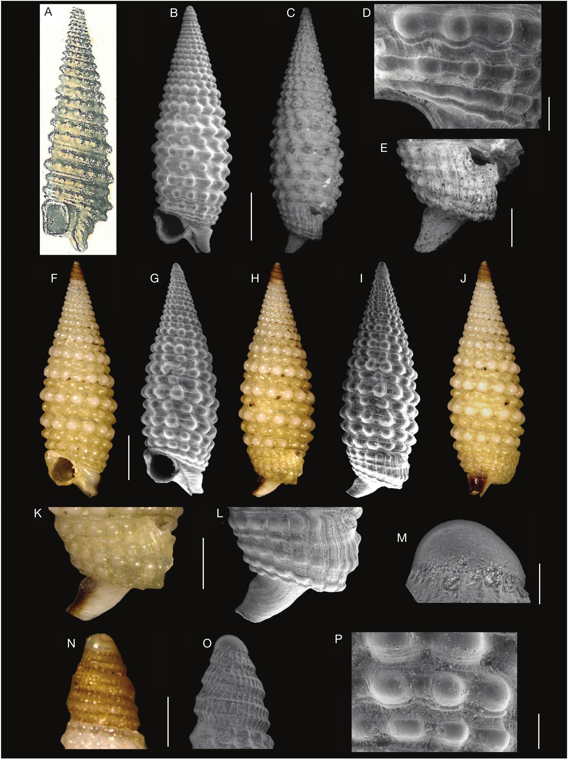 Review of the types of Indo-Pacific Triphoridae (Mollusca, Gastropoda ...