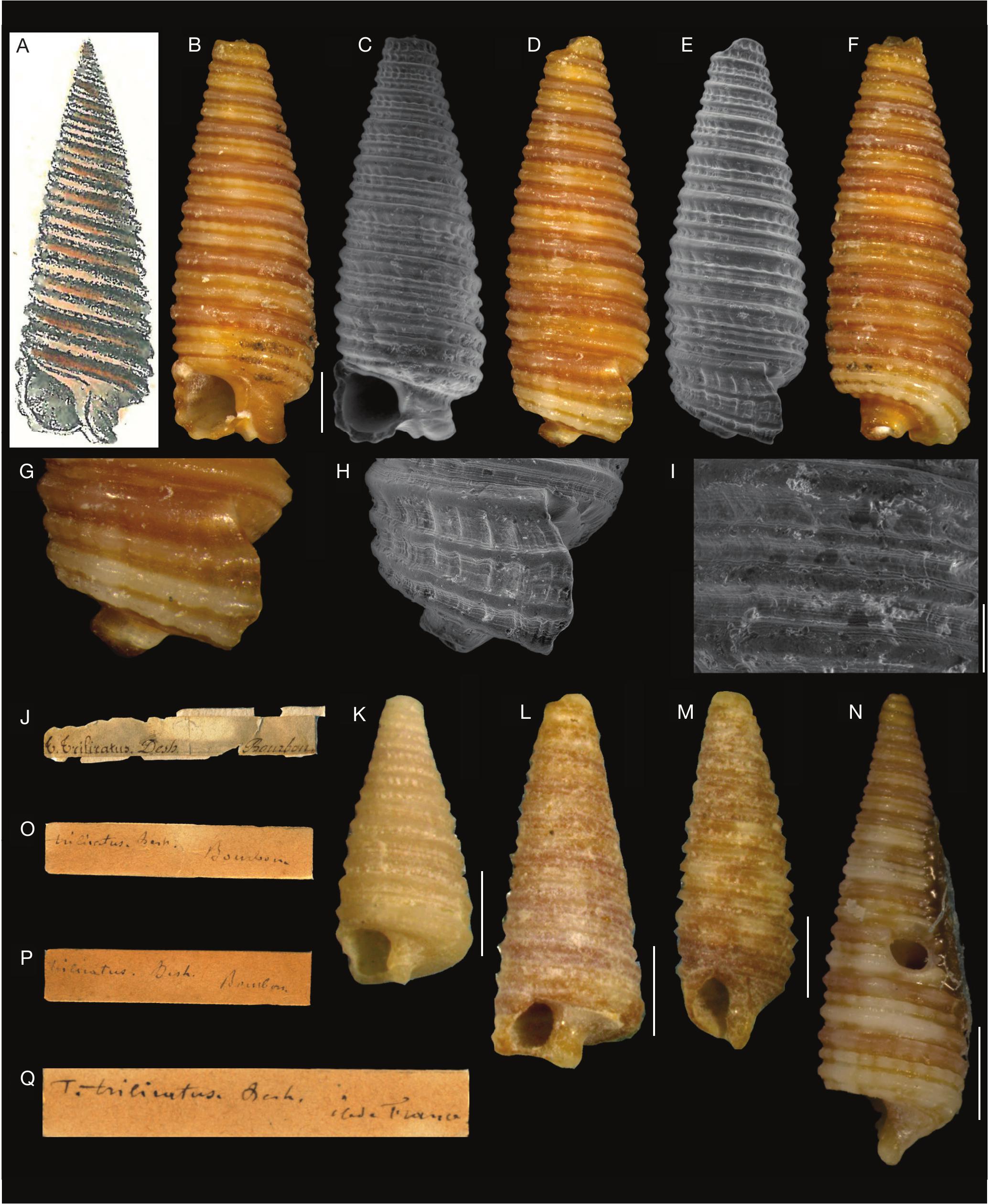 Review of the types of Indo-Pacific Triphoridae (Mollusca, Gastropoda ...