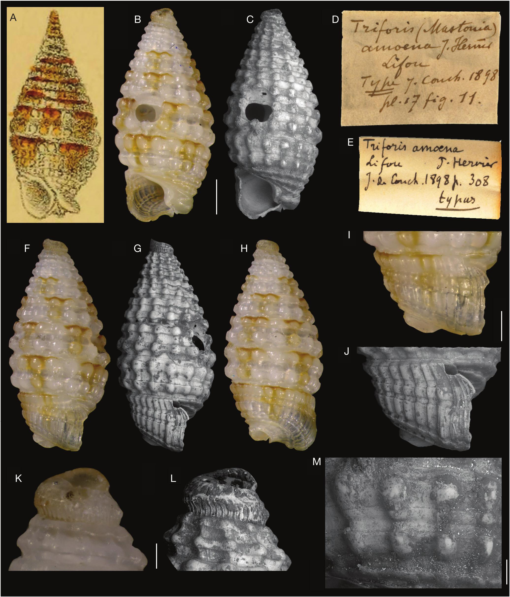 Review of the types of Indo-Pacific Triphoridae (Mollusca, Gastropoda ...