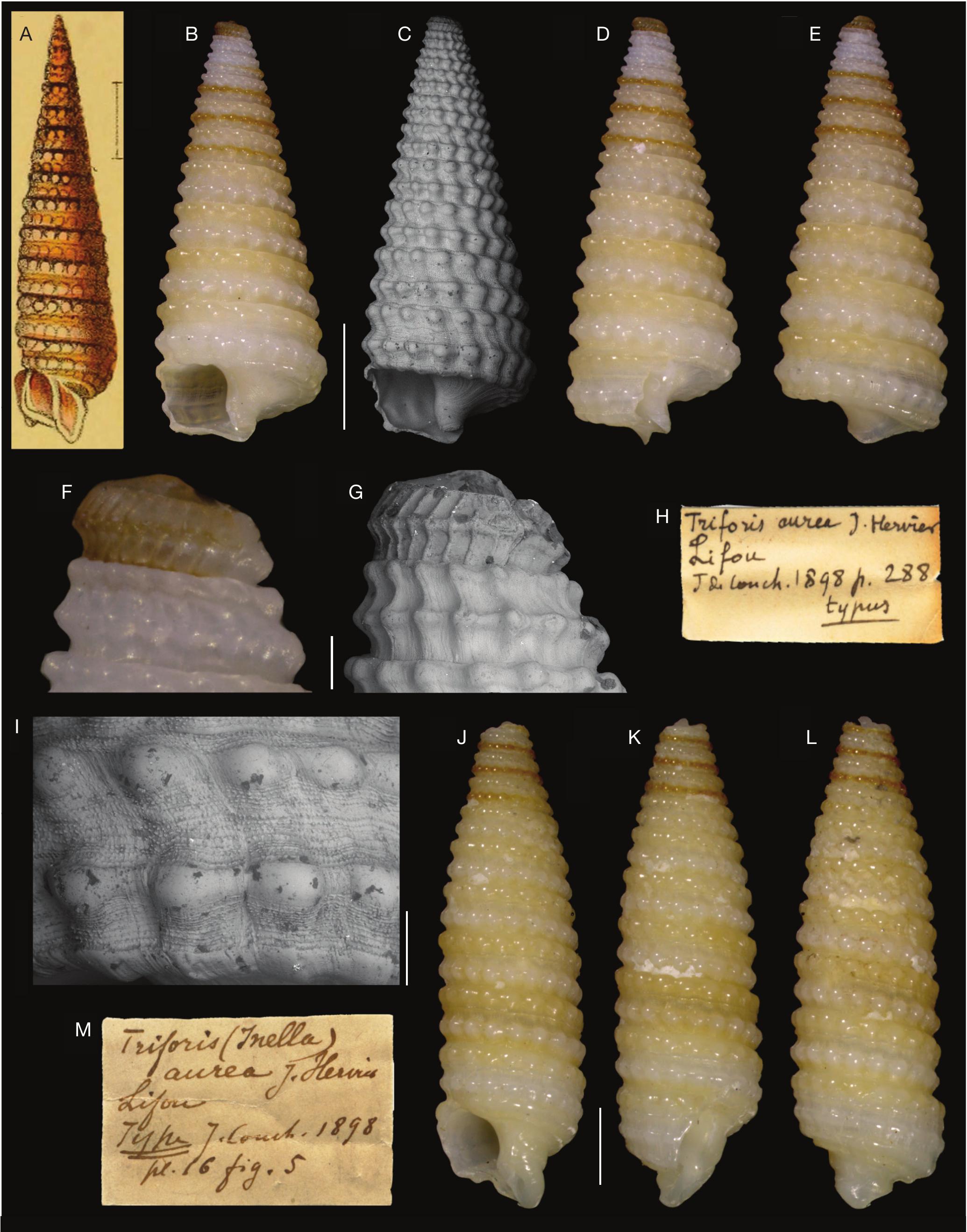 Review of the types of Indo-Pacific Triphoridae (Mollusca, Gastropoda ...