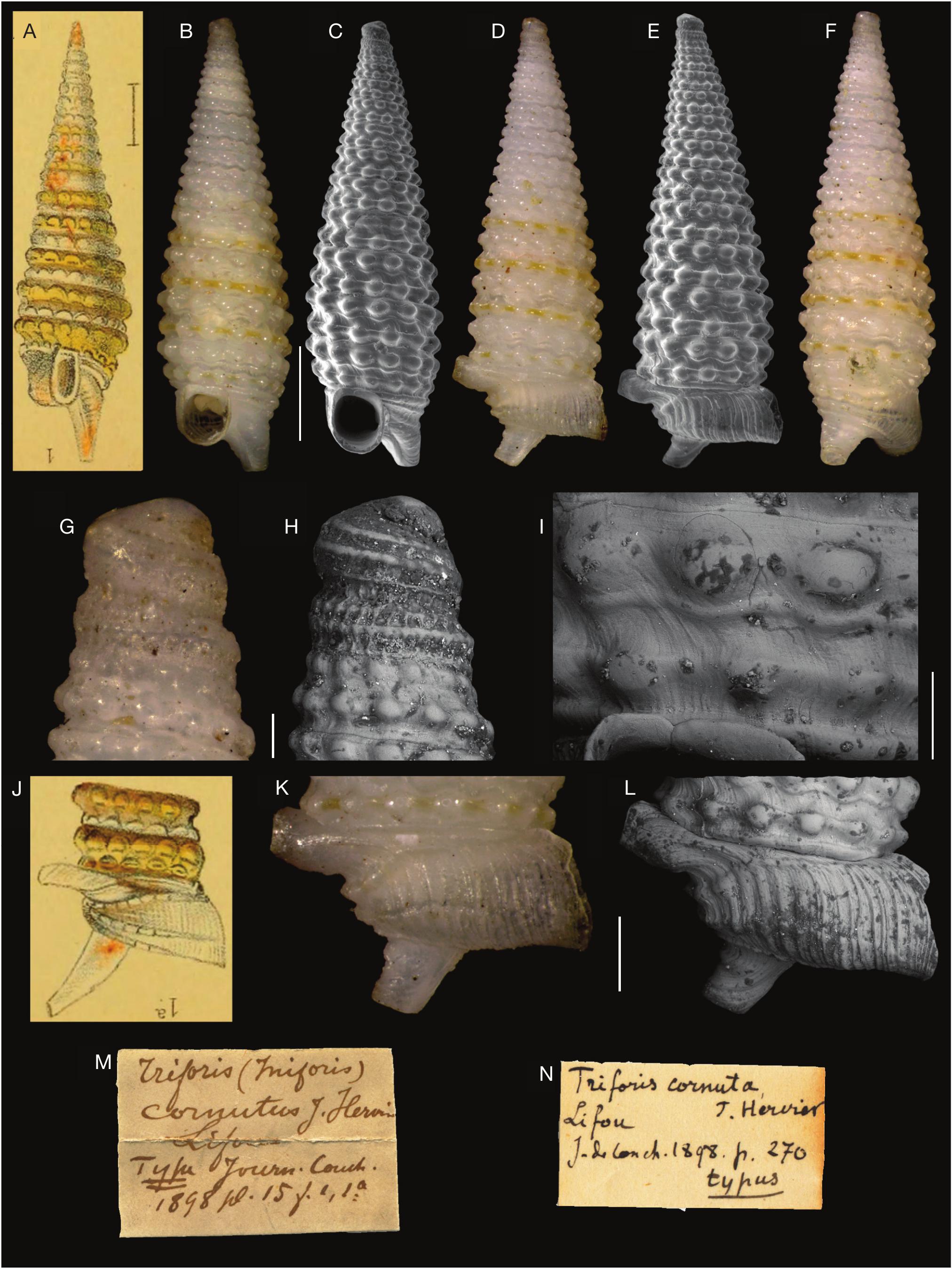 Review of the types of Indo-Pacific Triphoridae (Mollusca, Gastropoda ...