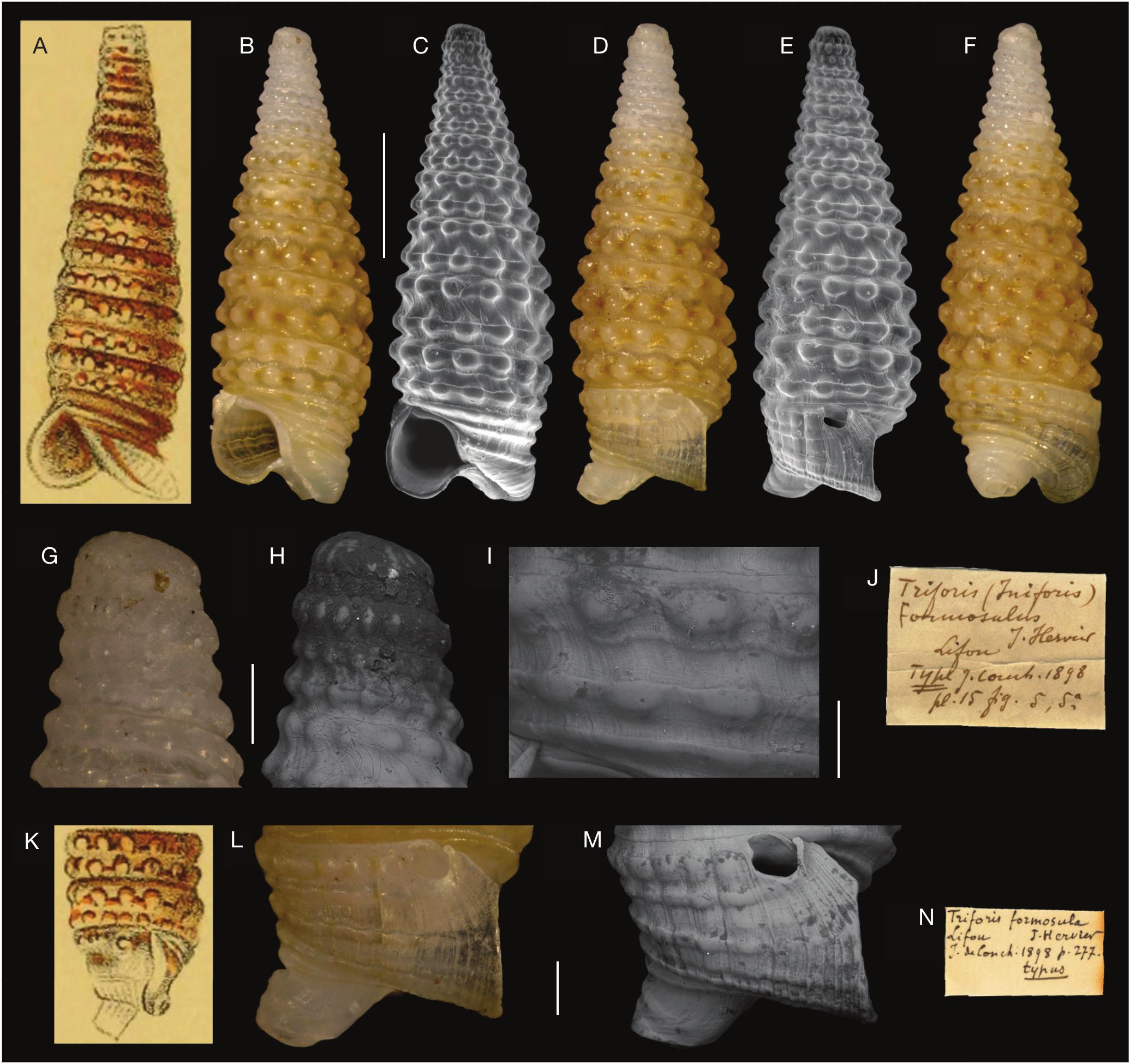 Review of the types of Indo-Pacific Triphoridae (Mollusca, Gastropoda ...