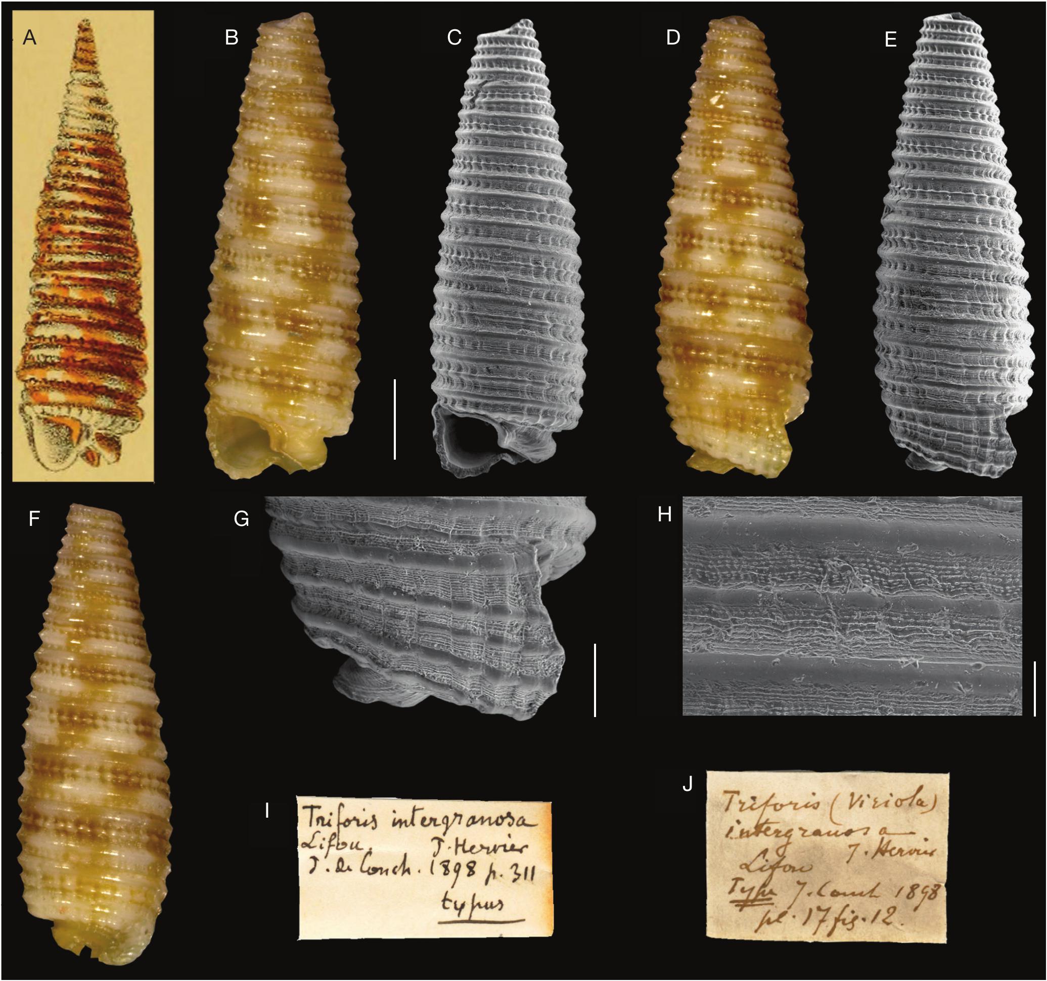 Review of the types of Indo-Pacific Triphoridae (Mollusca, Gastropoda ...
