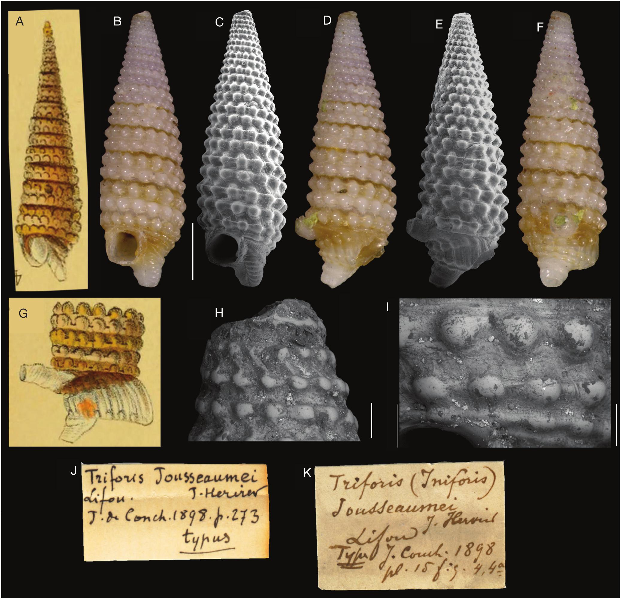Review of the types of Indo-Pacific Triphoridae (Mollusca, Gastropoda ...