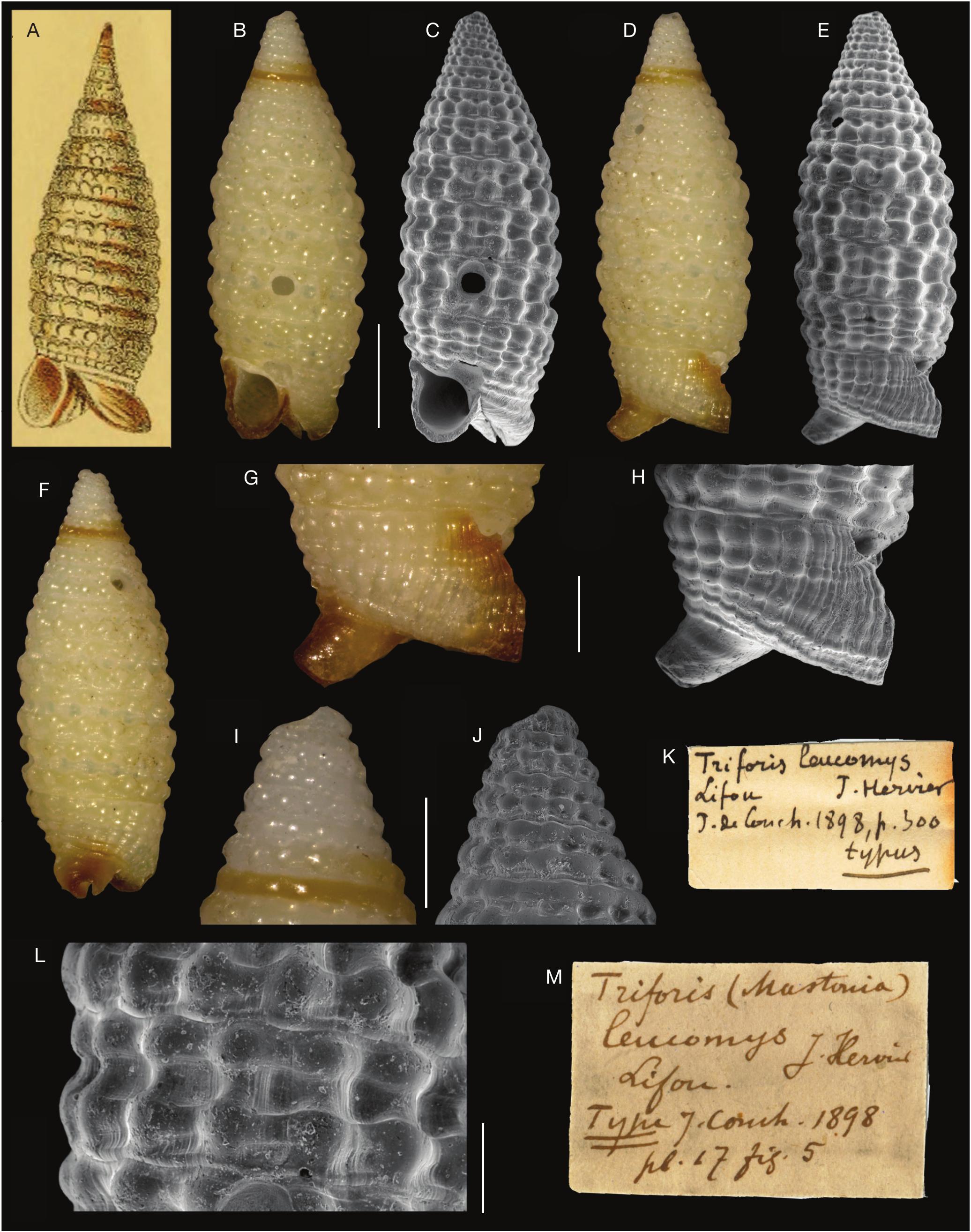 Review of the types of Indo-Pacific Triphoridae (Mollusca, Gastropoda ...