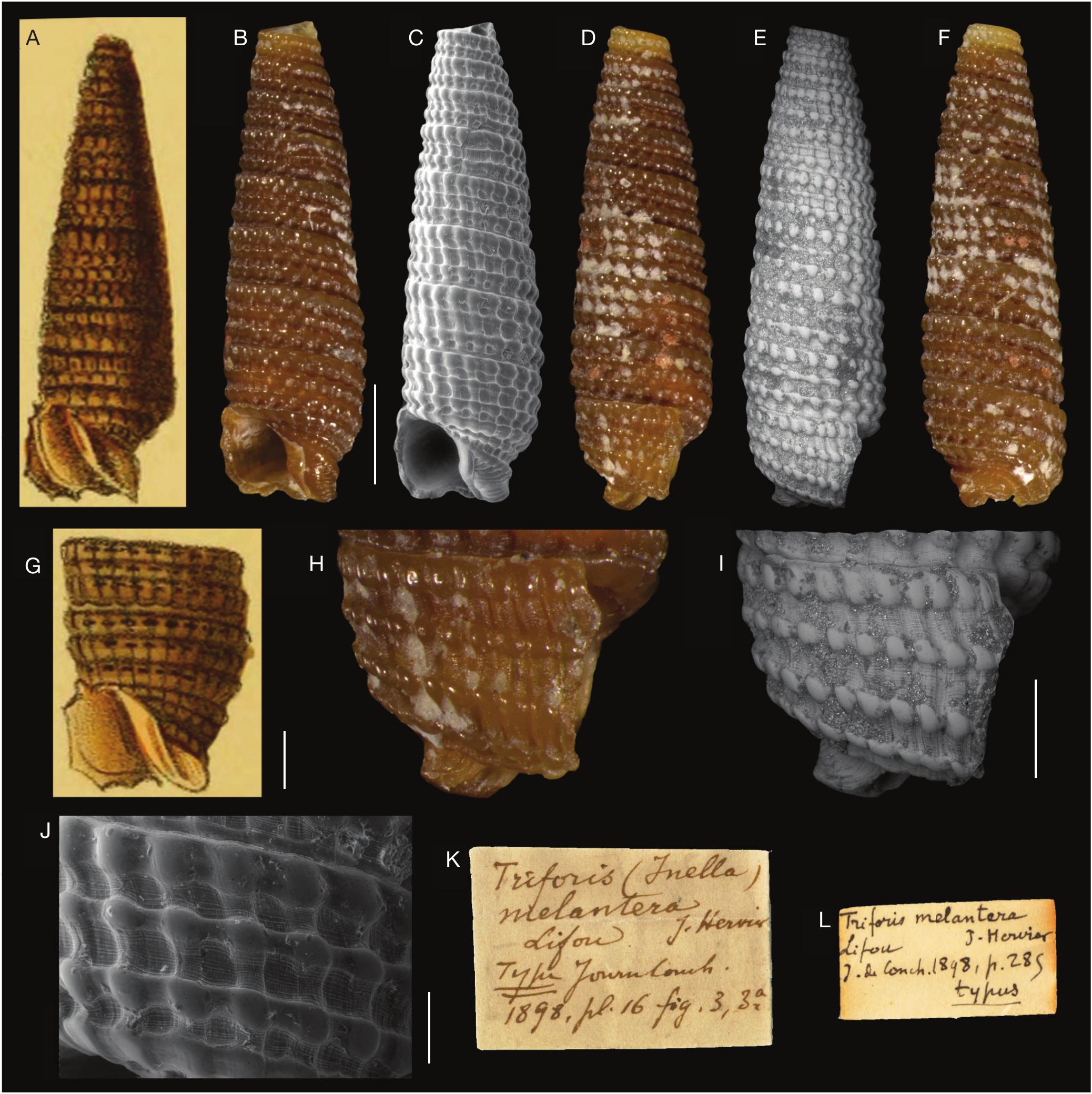 Review of the types of Indo-Pacific Triphoridae (Mollusca, Gastropoda ...