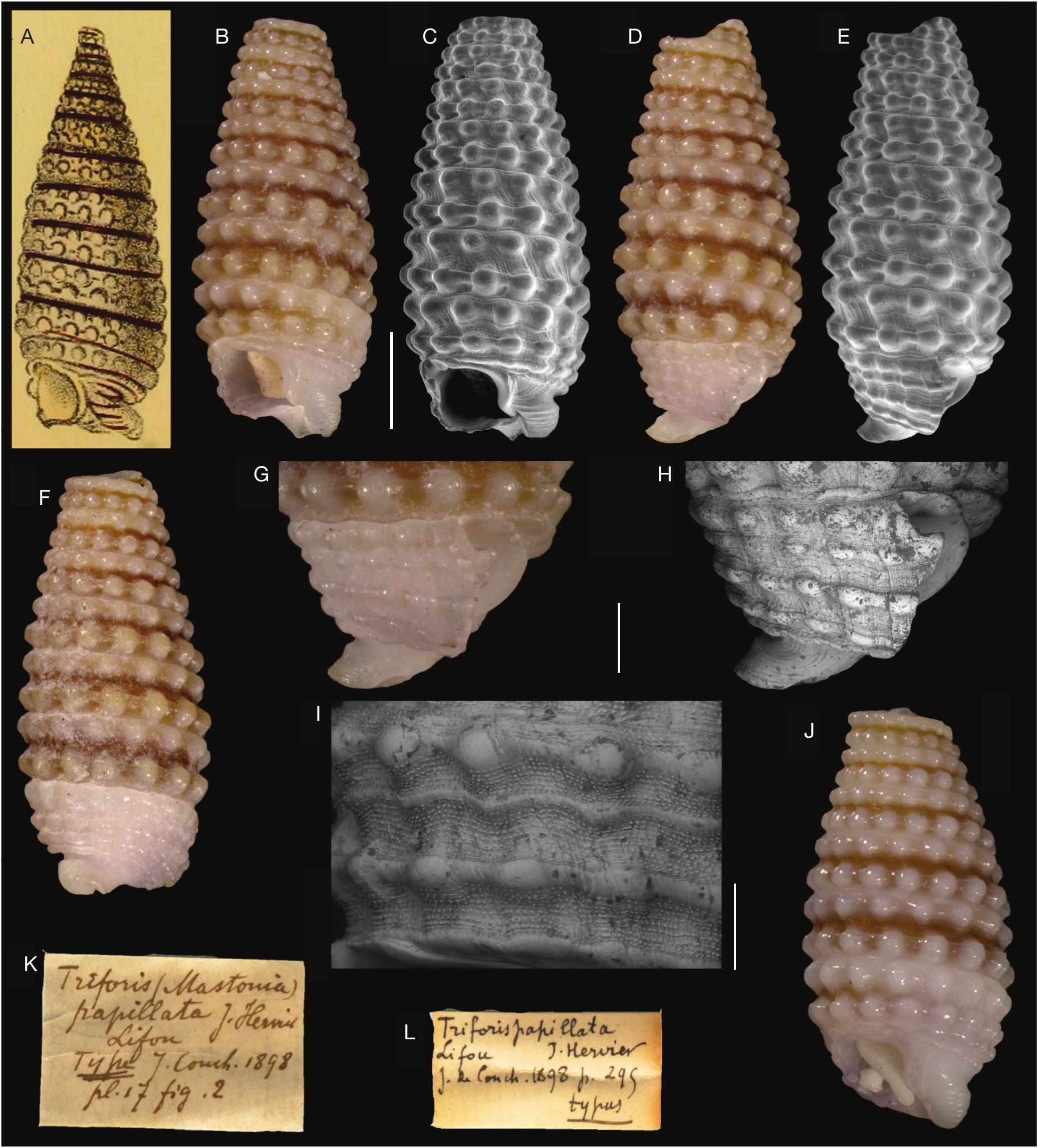 Review of the types of Indo-Pacific Triphoridae (Mollusca, Gastropoda ...