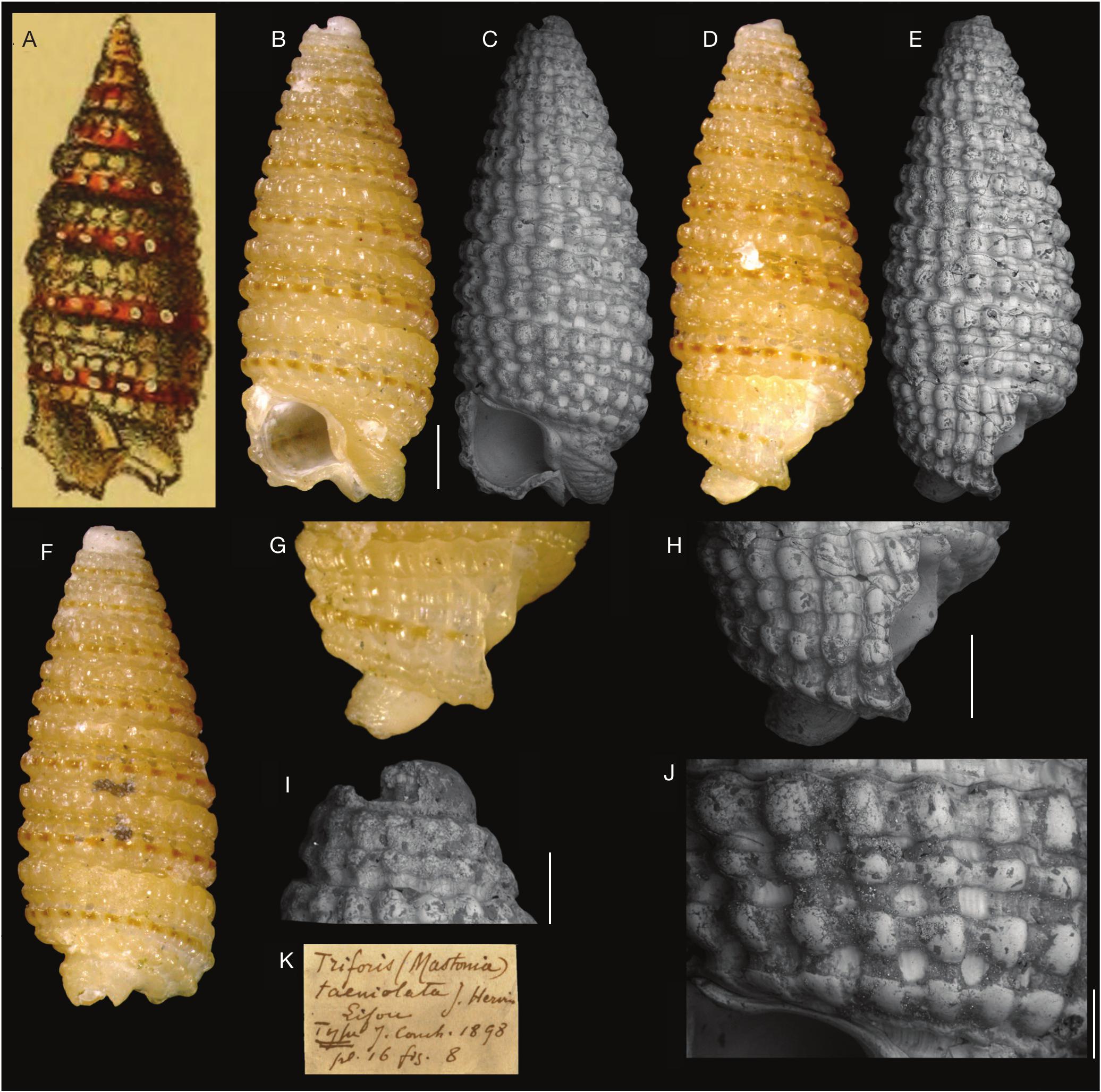 Review of the types of Indo-Pacific Triphoridae (Mollusca, Gastropoda ...