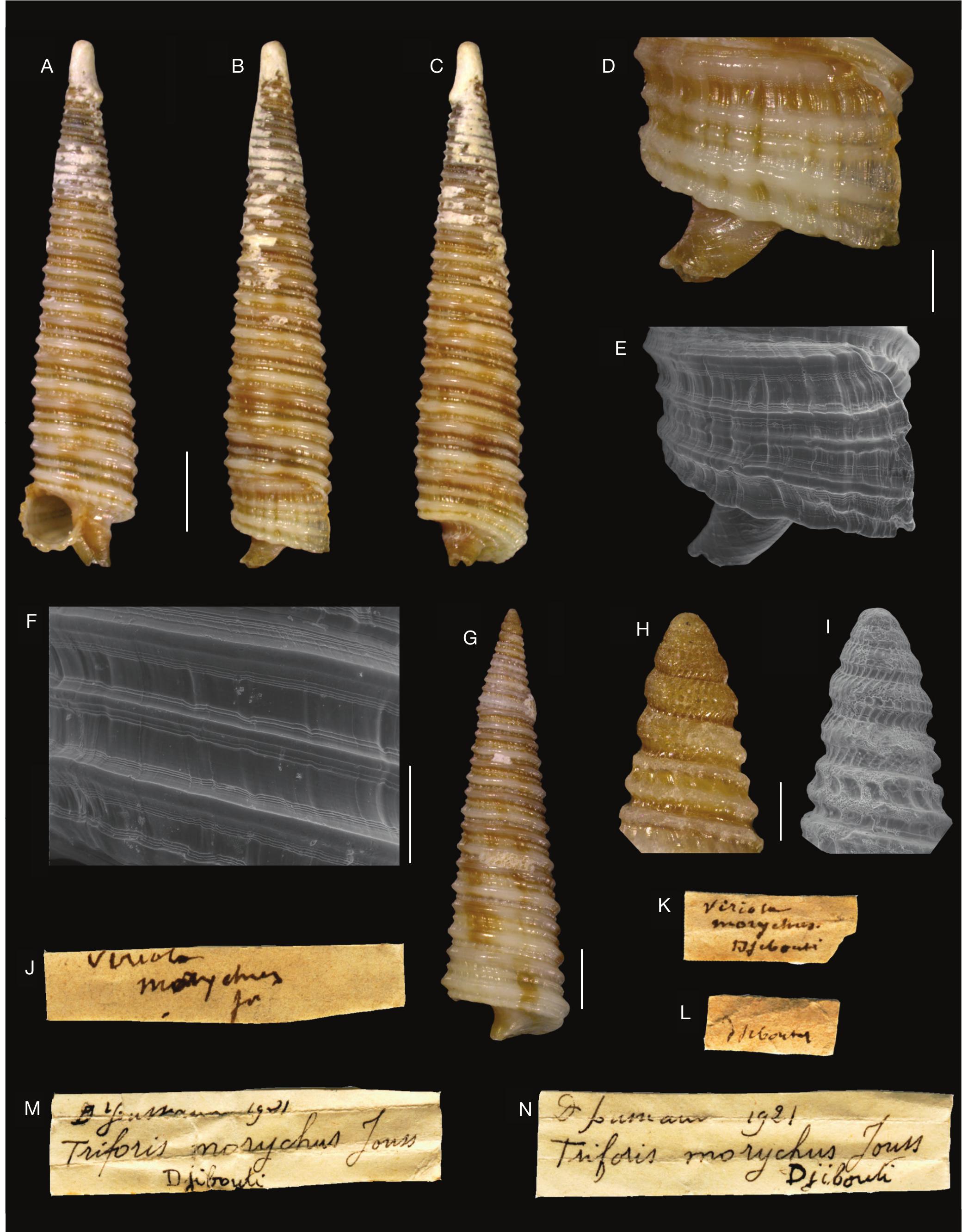 Review of the types of Indo-Pacific Triphoridae (Mollusca, Gastropoda ...