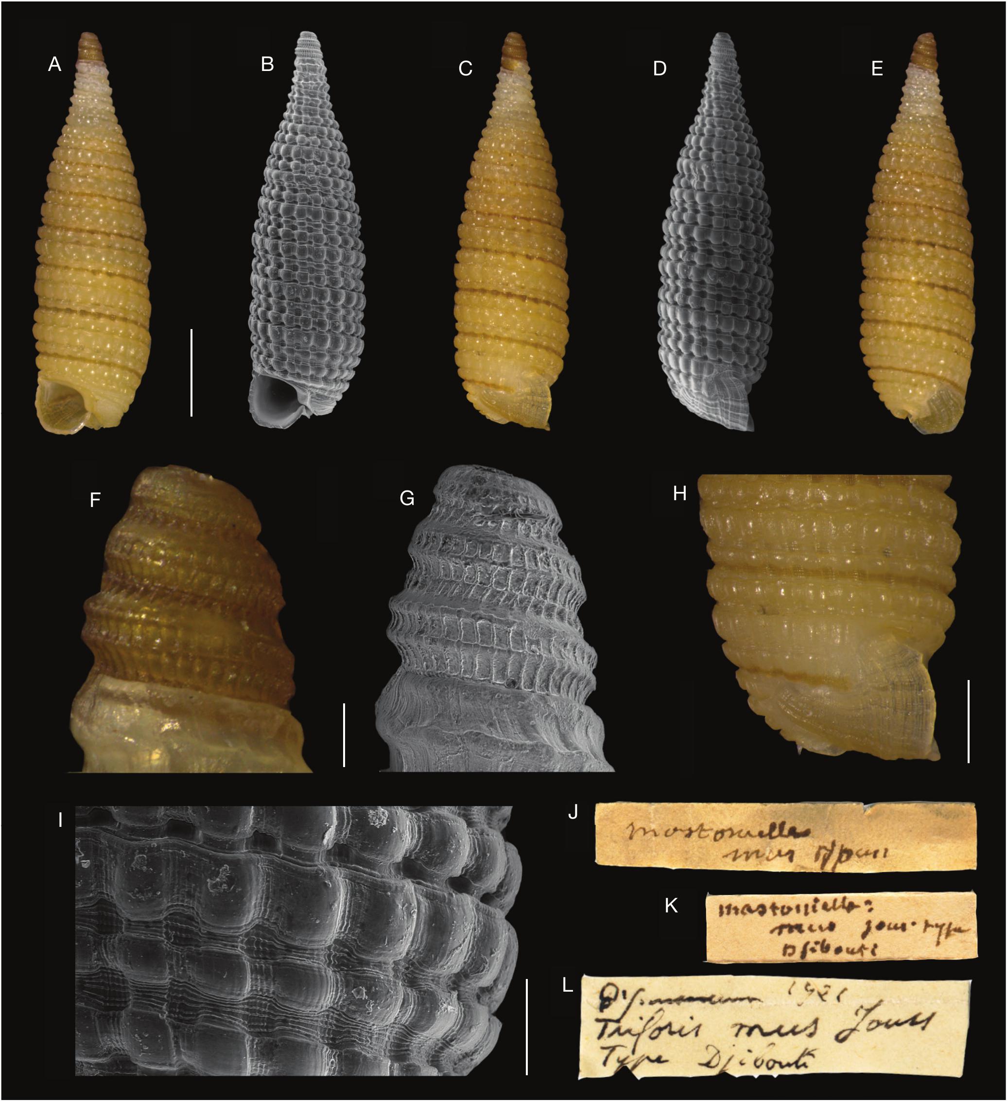 Review of the types of Indo-Pacific Triphoridae (Mollusca, Gastropoda ...